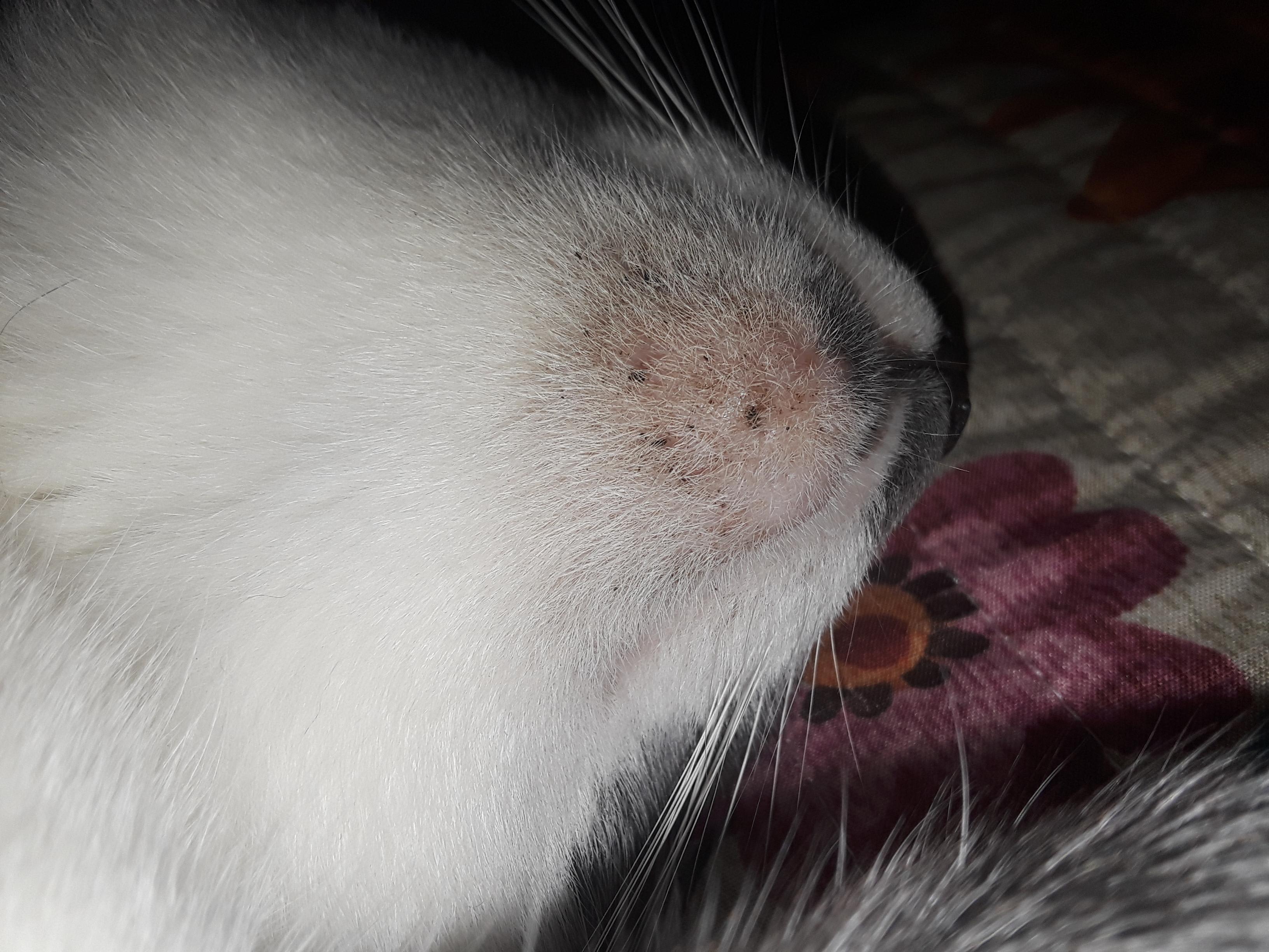 Cat's Feline Acne Not Improving? Could It Be Something Else? | Petco