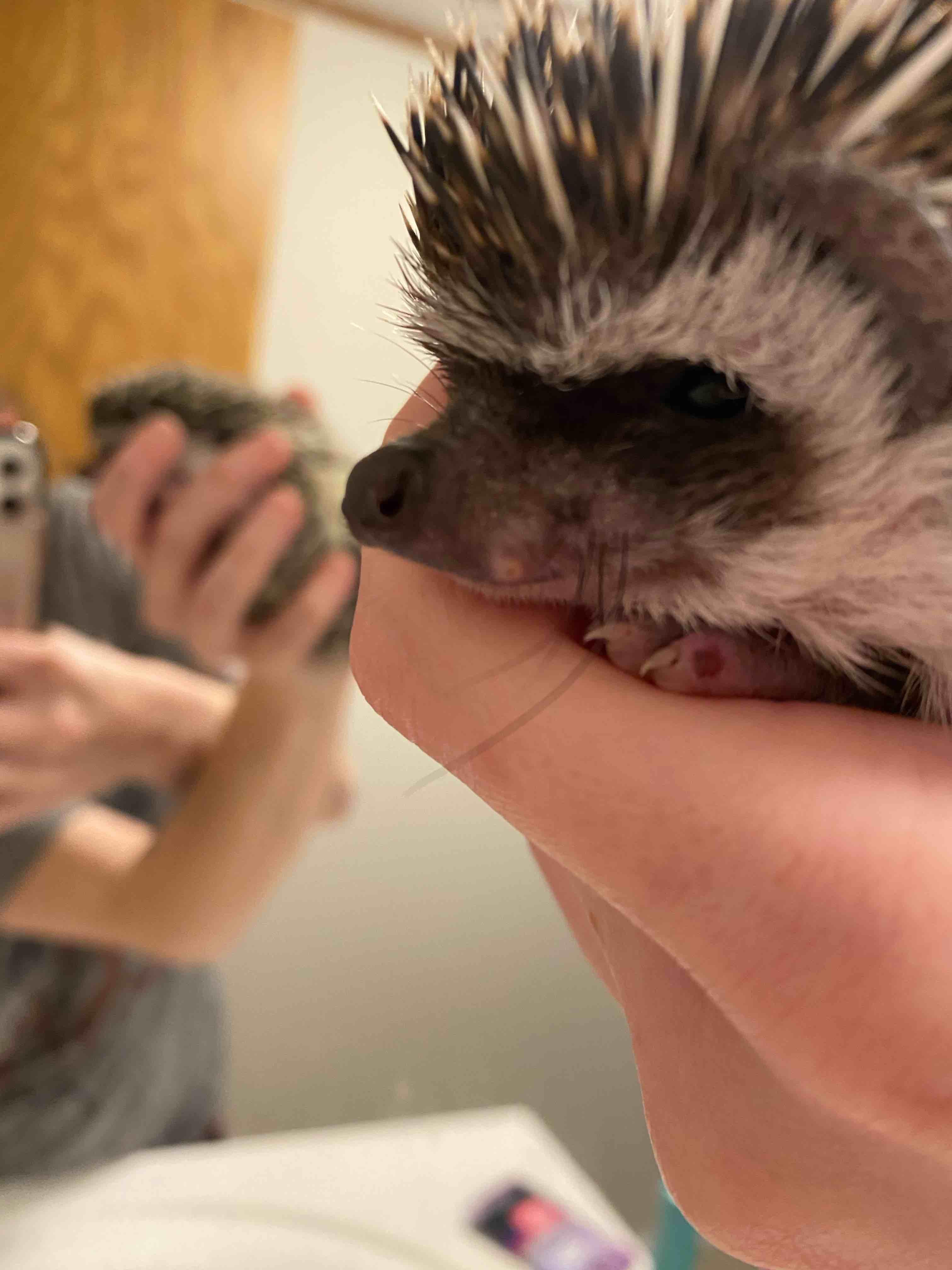 Why does my hedgehog have a white bump on snout and a sore foot? | Petco