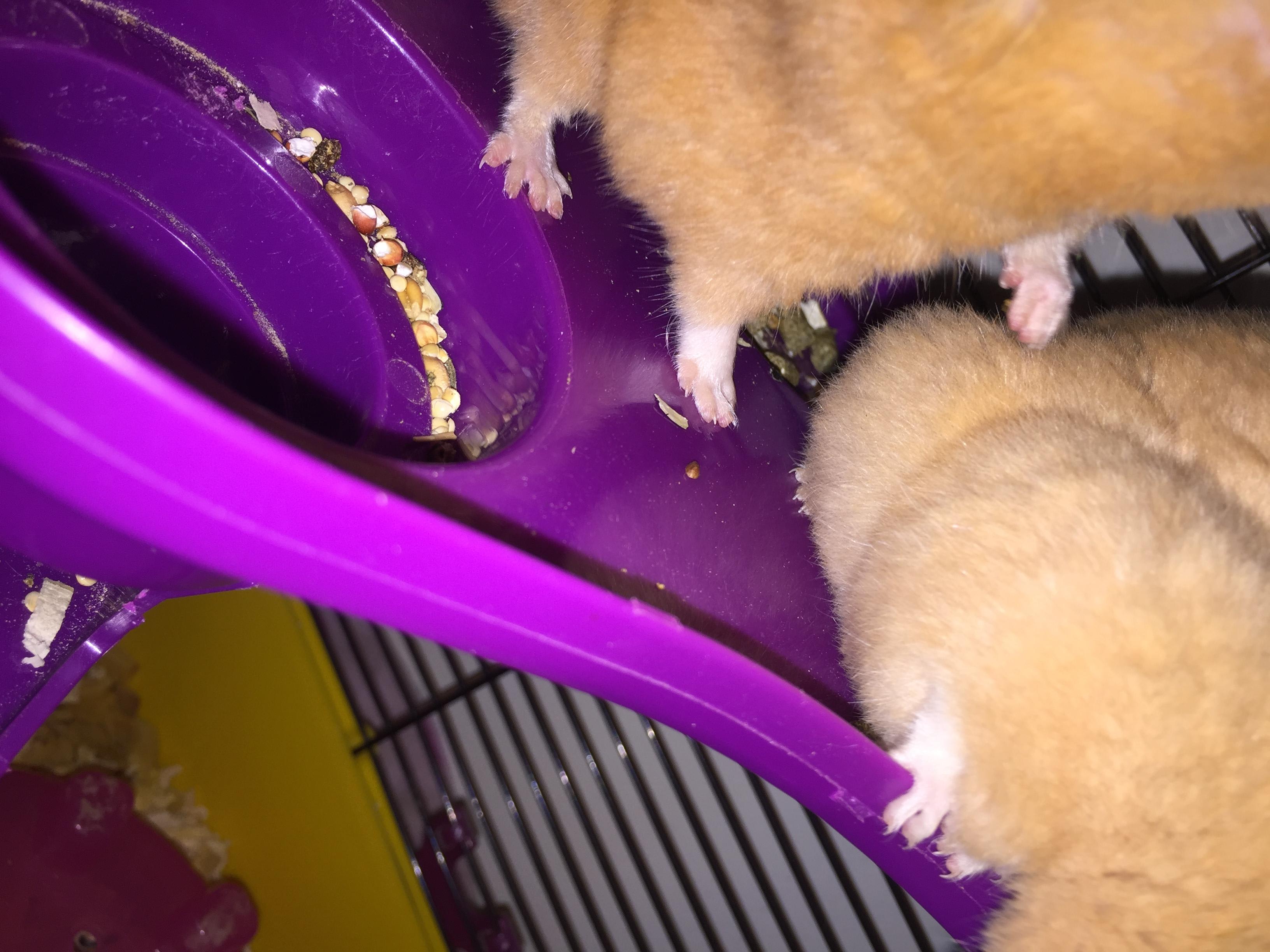 My Hamster Has Huge Belly Lumps: What Are the Causes? | Petco