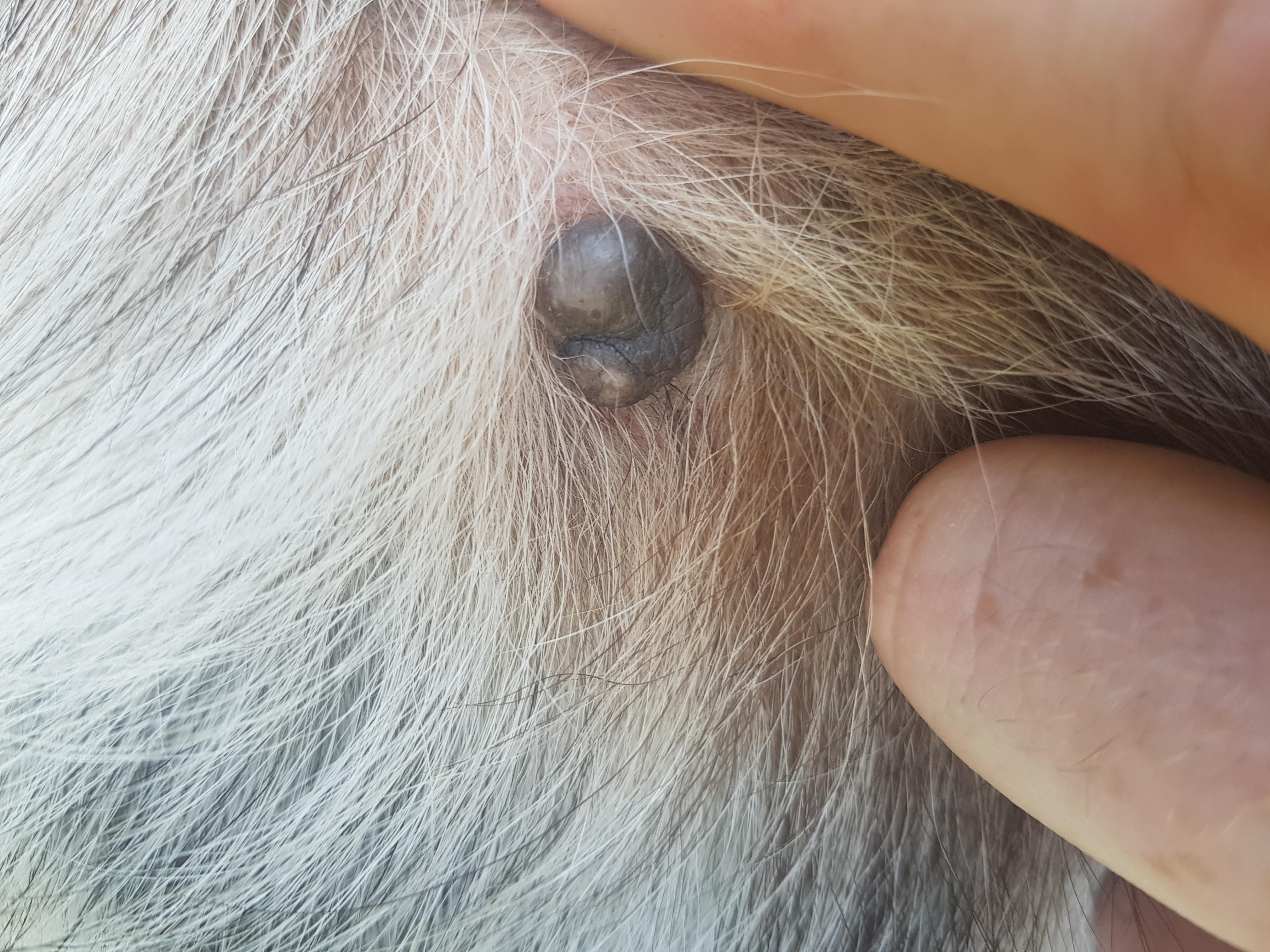 Is Your Dog's Skin Bump a Tick, Skin Tag, or Something Serious? | Petco
