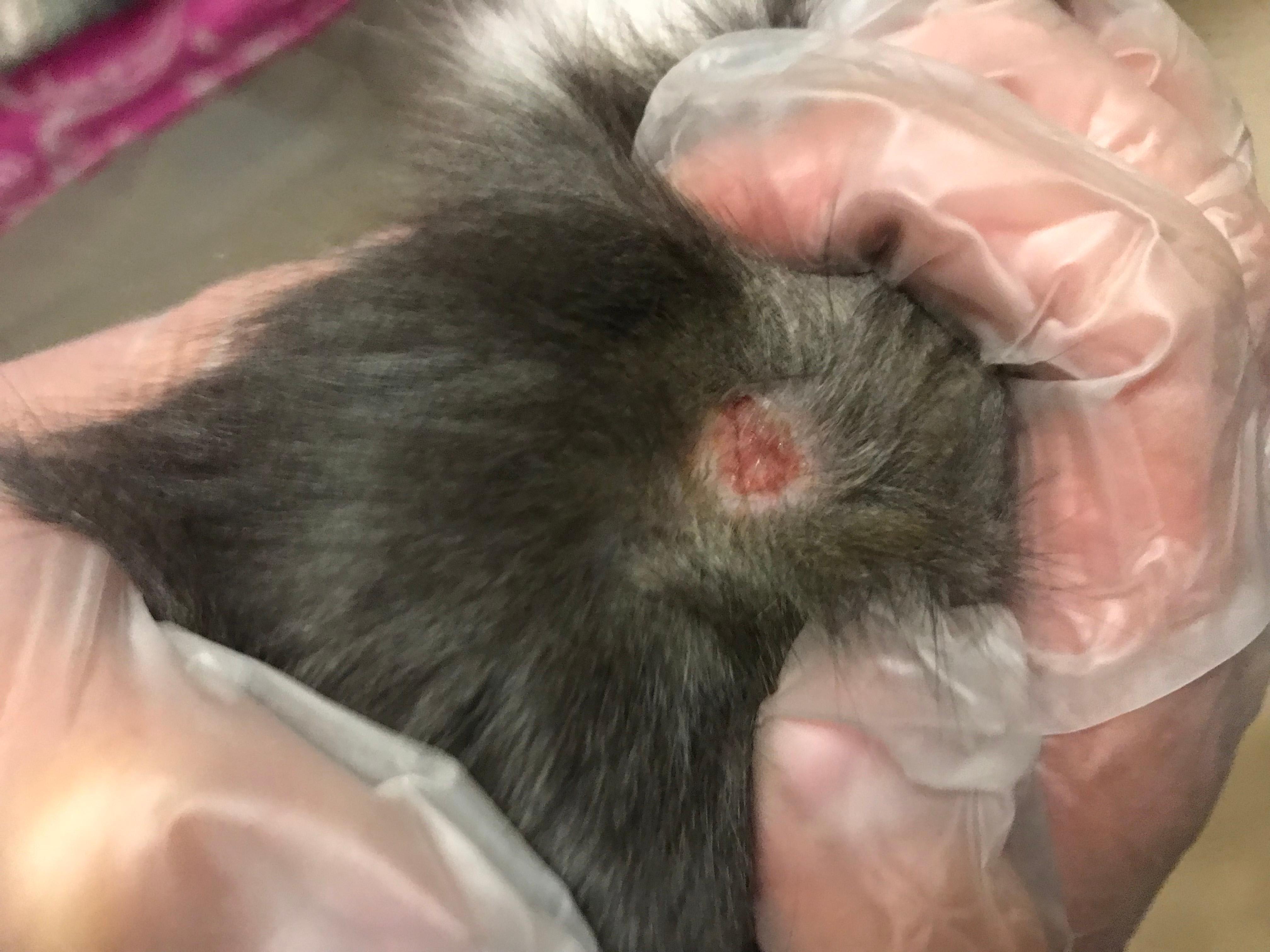 My Cat Has a Bald Spot: Is it Ringworm or Something Else? | Petco