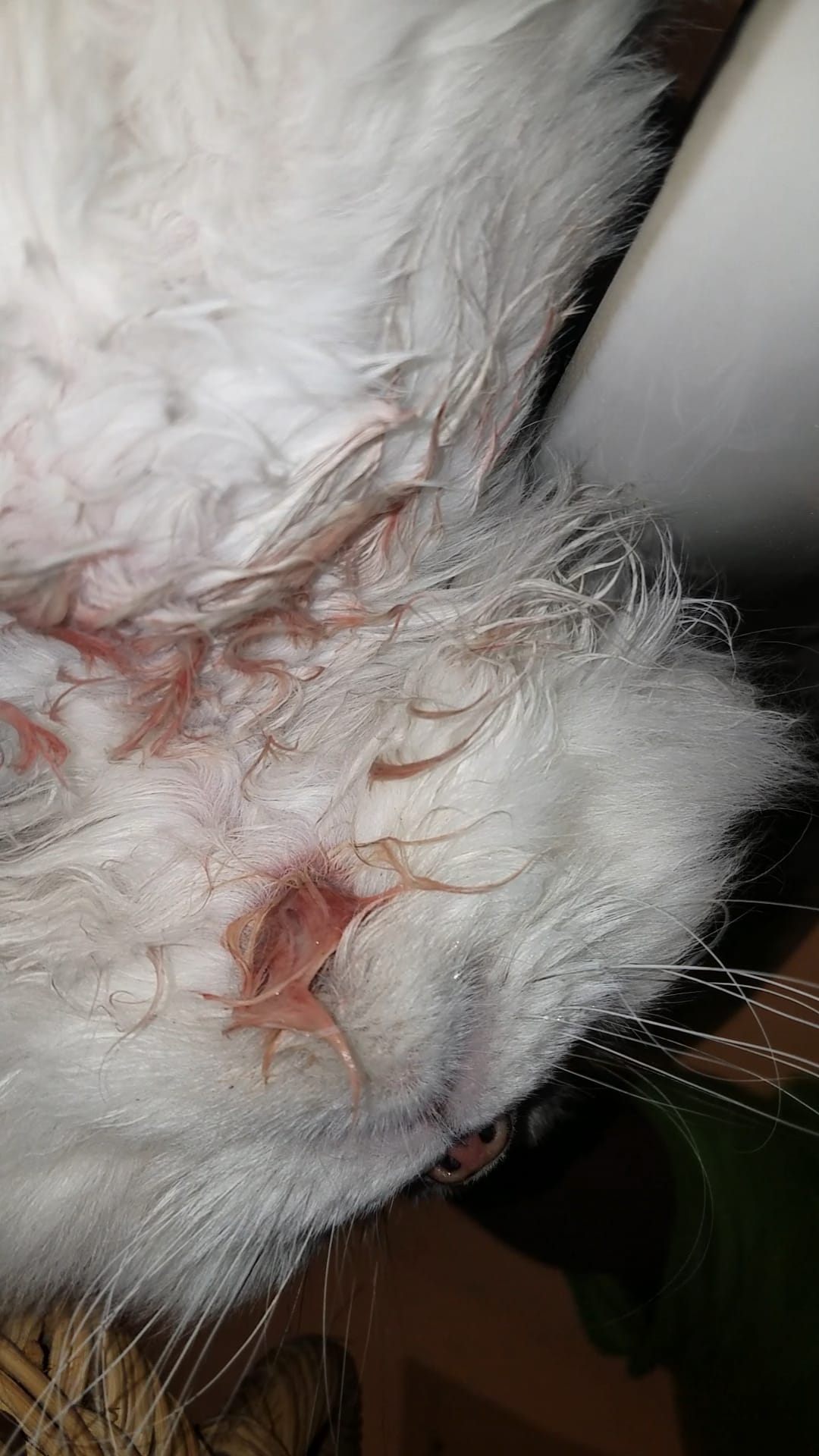 My Cat's Chin Burst, Leaking Blood & Pus. Is It Serious? | Petco