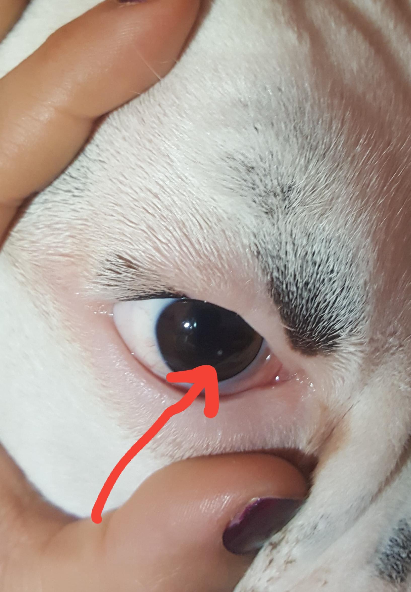 My Boxer Dog Has White Dots in Her Eyes? Discover the Causes | Petco