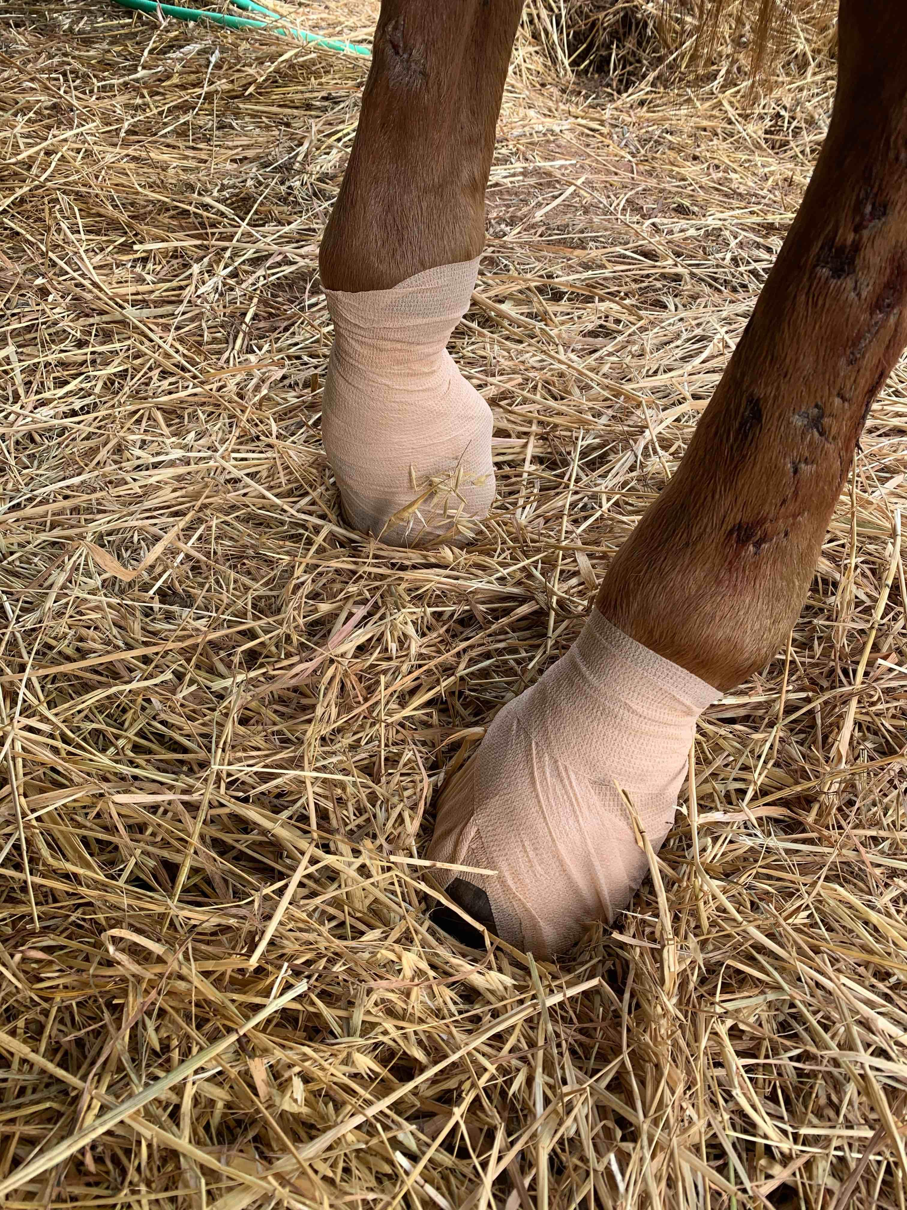 Horse deep leg cut, swollen, not bearing weight: What to do without a ...