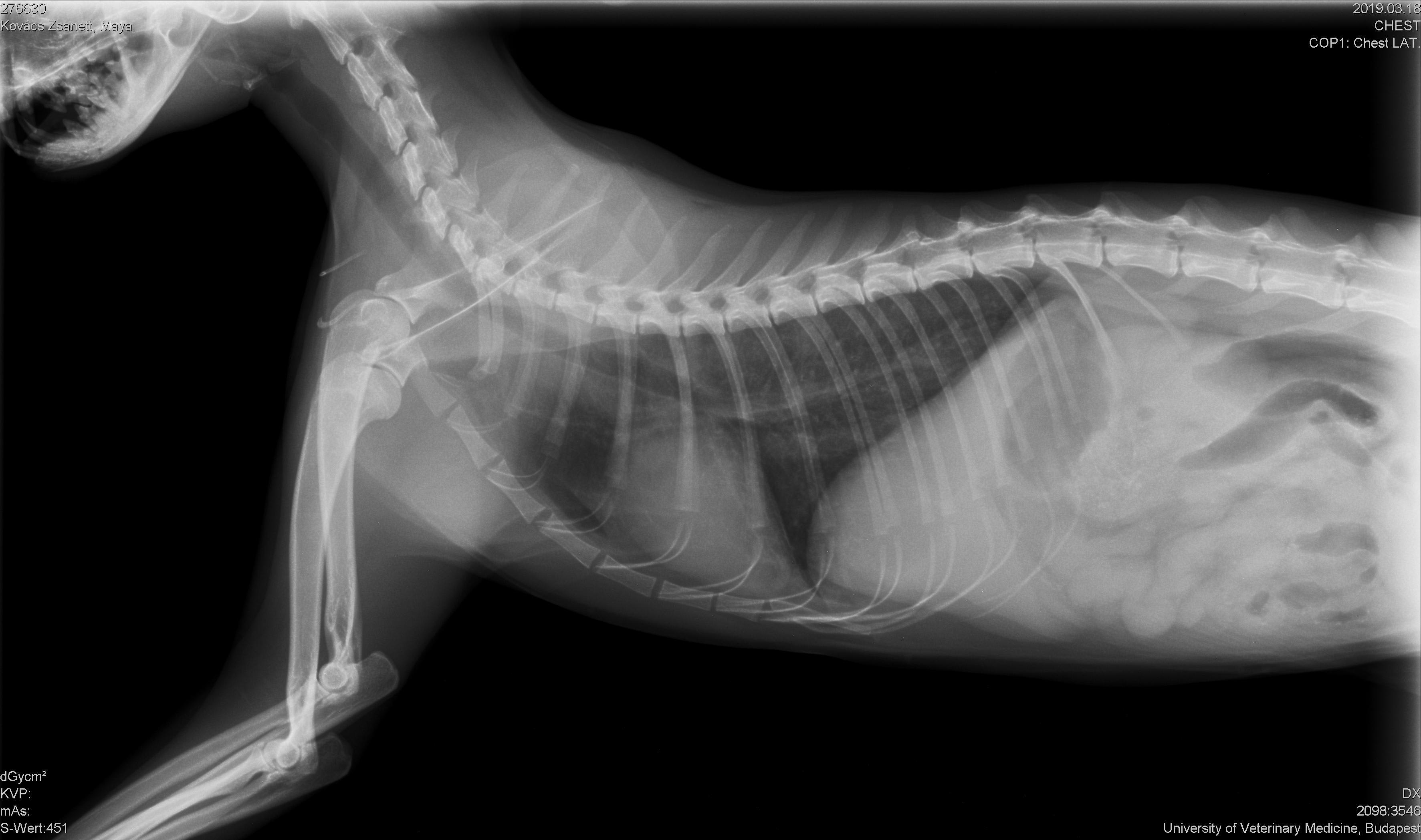 My Cat Has Pulmonary Fibrosis: Holistic Care Options | Petco