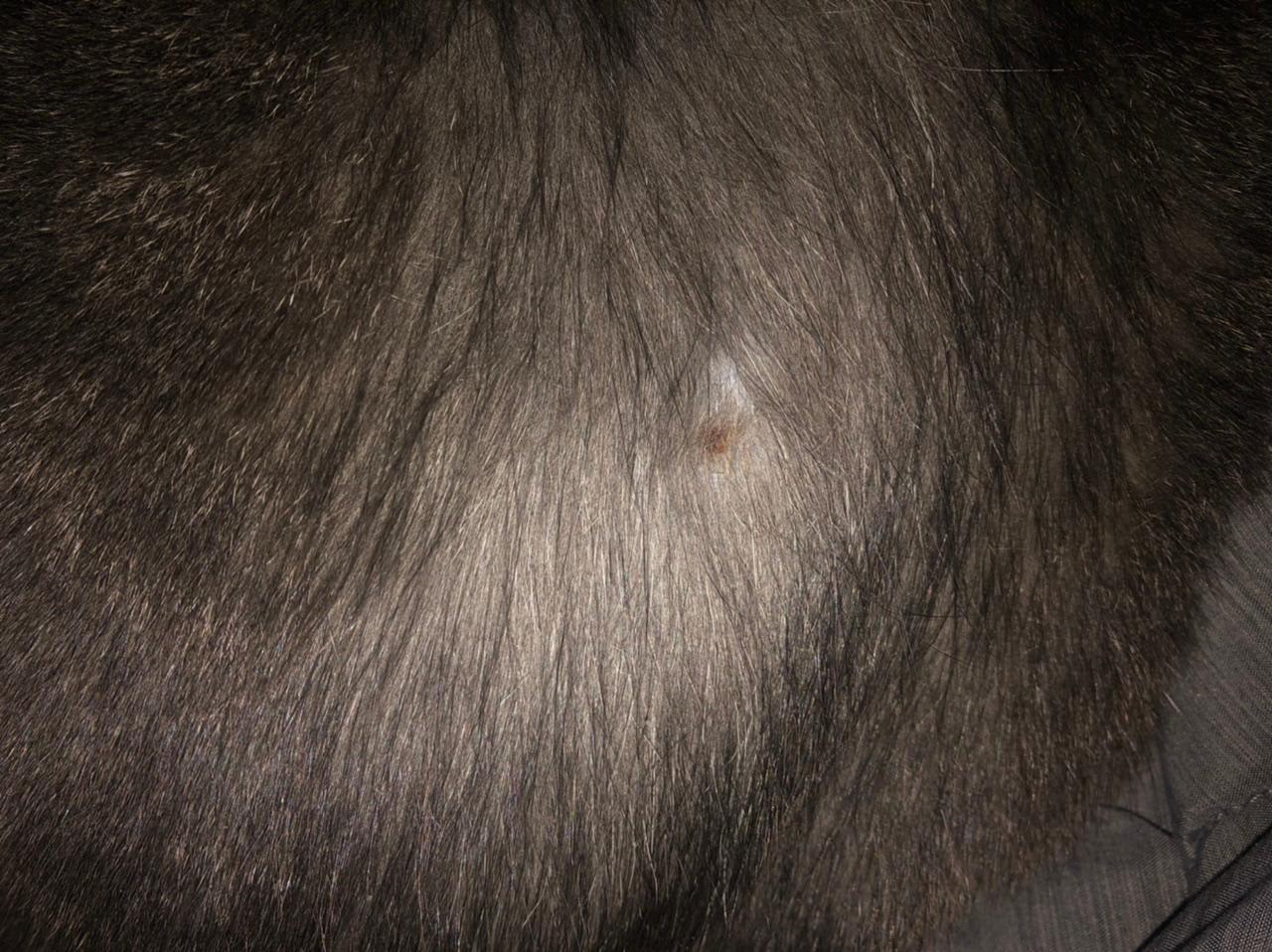 Why Does My Cat Have an Itchy Red Bump & Thinning Hair? | Petco
