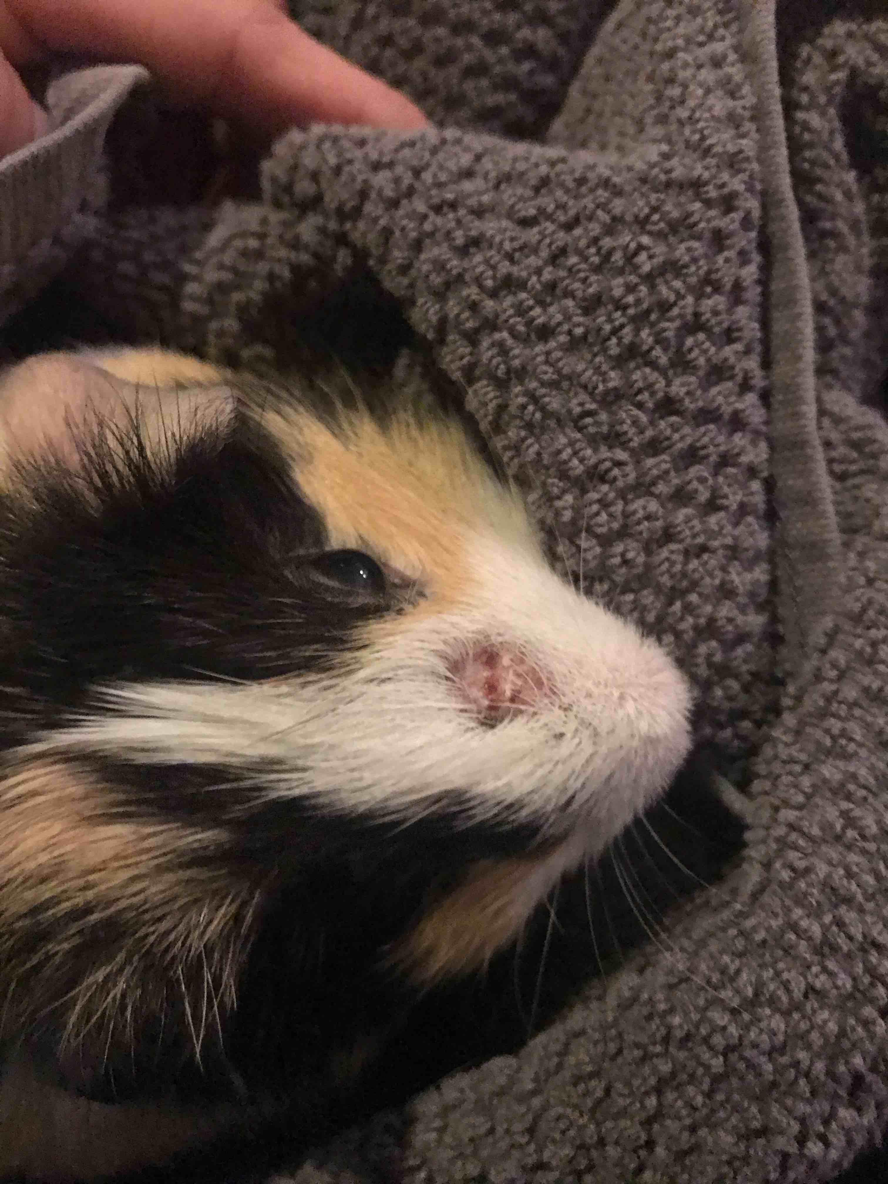 Guinea Pig Flaky Skin & Fur Loss: Ringworm? Vet or Home? | Petco