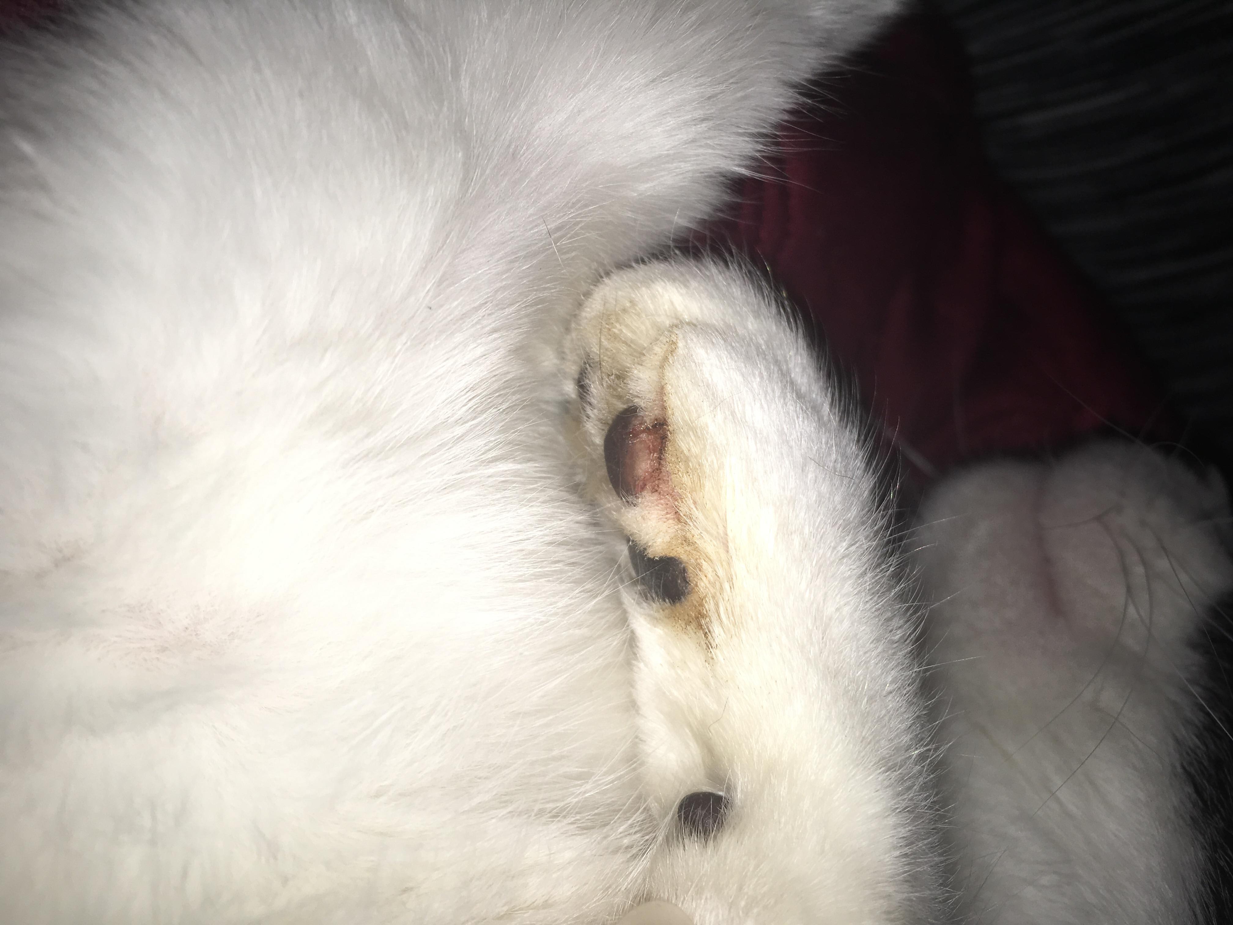 Cat's Burnt Paw with Broken Skin? What to Do & Should You Bandage? | Petco