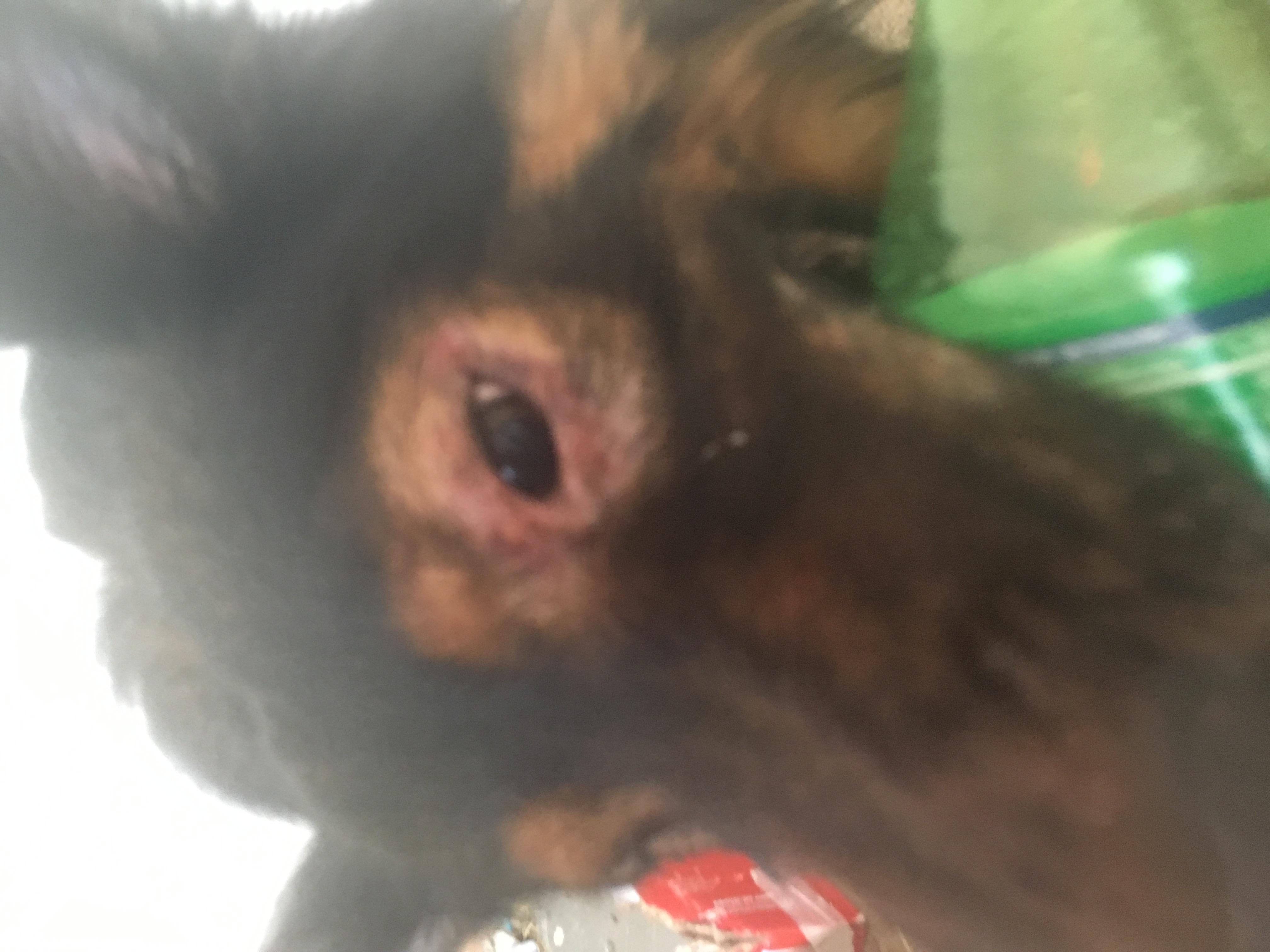 My Dog Has a Red Eye & Losing Fur Around It: What to Do? | Petco