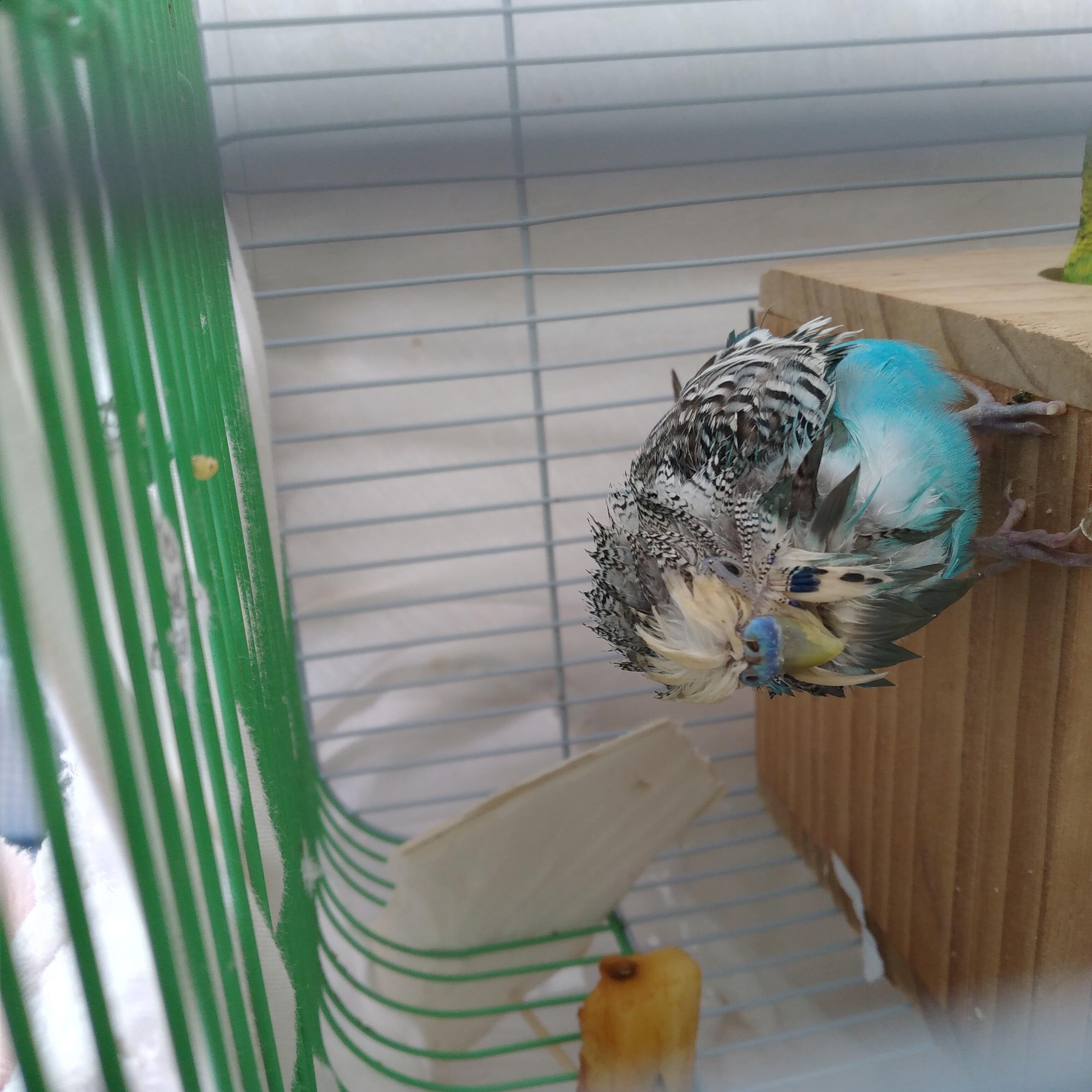 My Parakeet Has Stomach Issues & Vomiting. Do Probiotics Help? | Petco