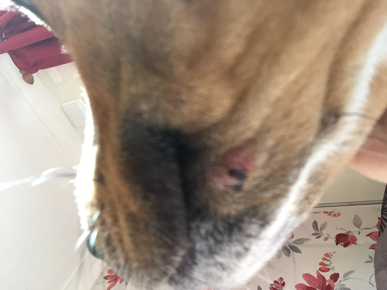Is Your Dog Lethargic, Not Eating, With a Crusty Jaw Lump? | Petco