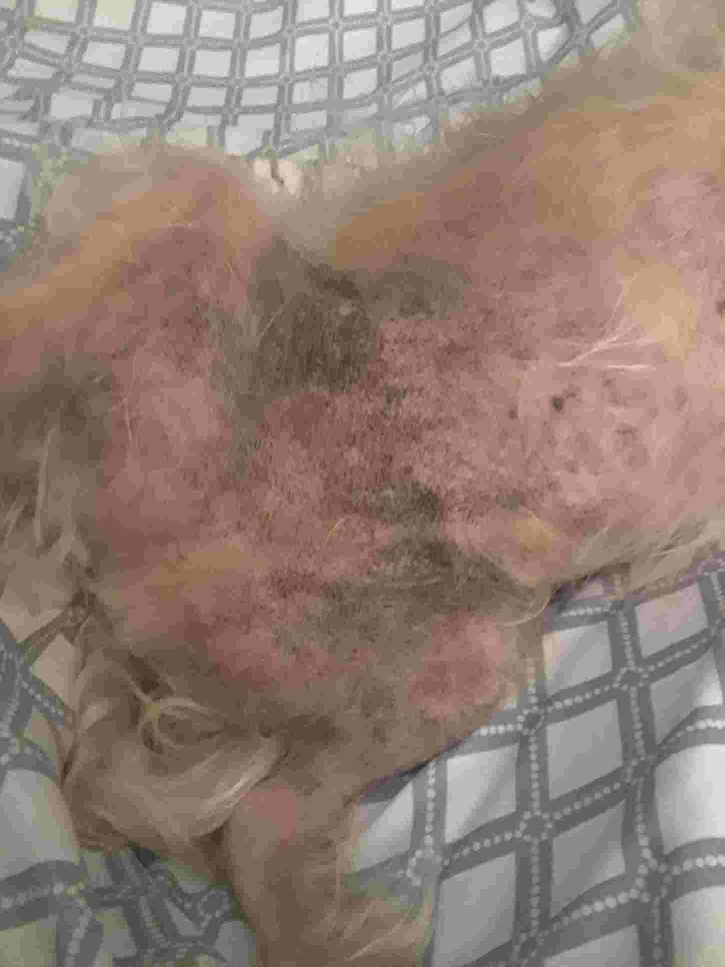My dog has scabs & dark belly. What's causing this skin issue? | Petco
