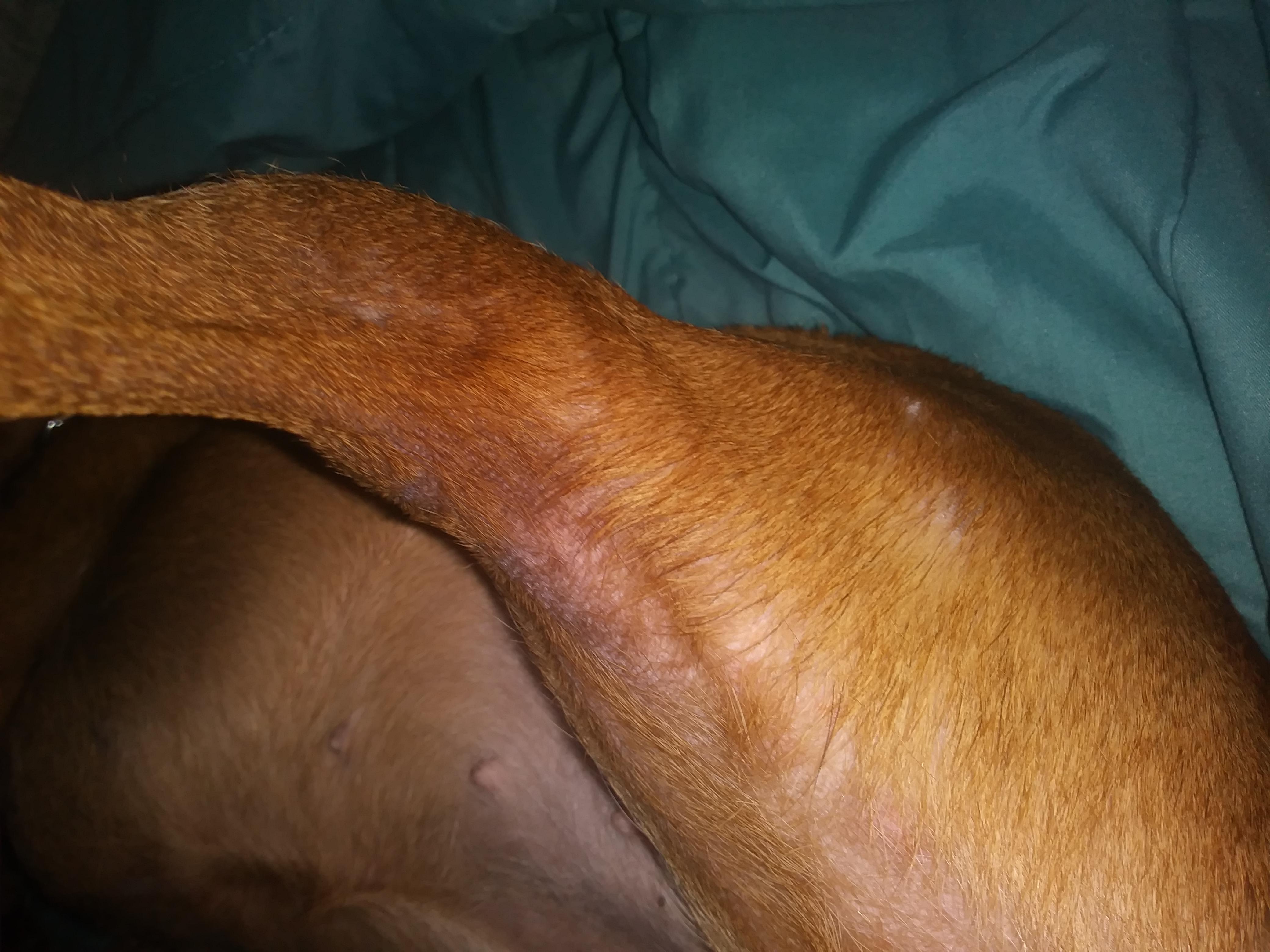 Why Is My Dog Licking, Biting, & Having Skin Issues? | Petco
