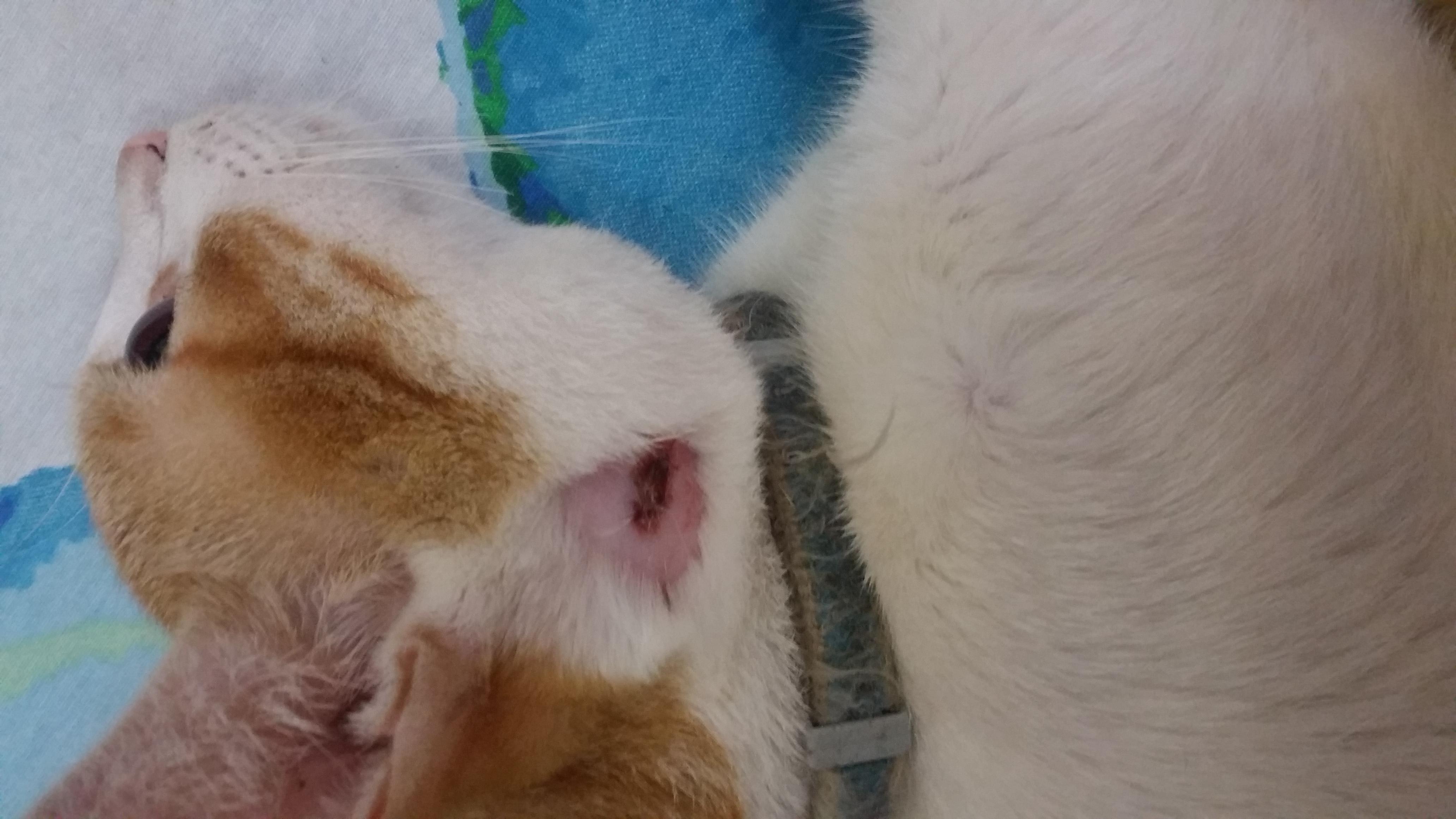 Why does my cat have a recurring infected chin lump with hair loss? | Petco