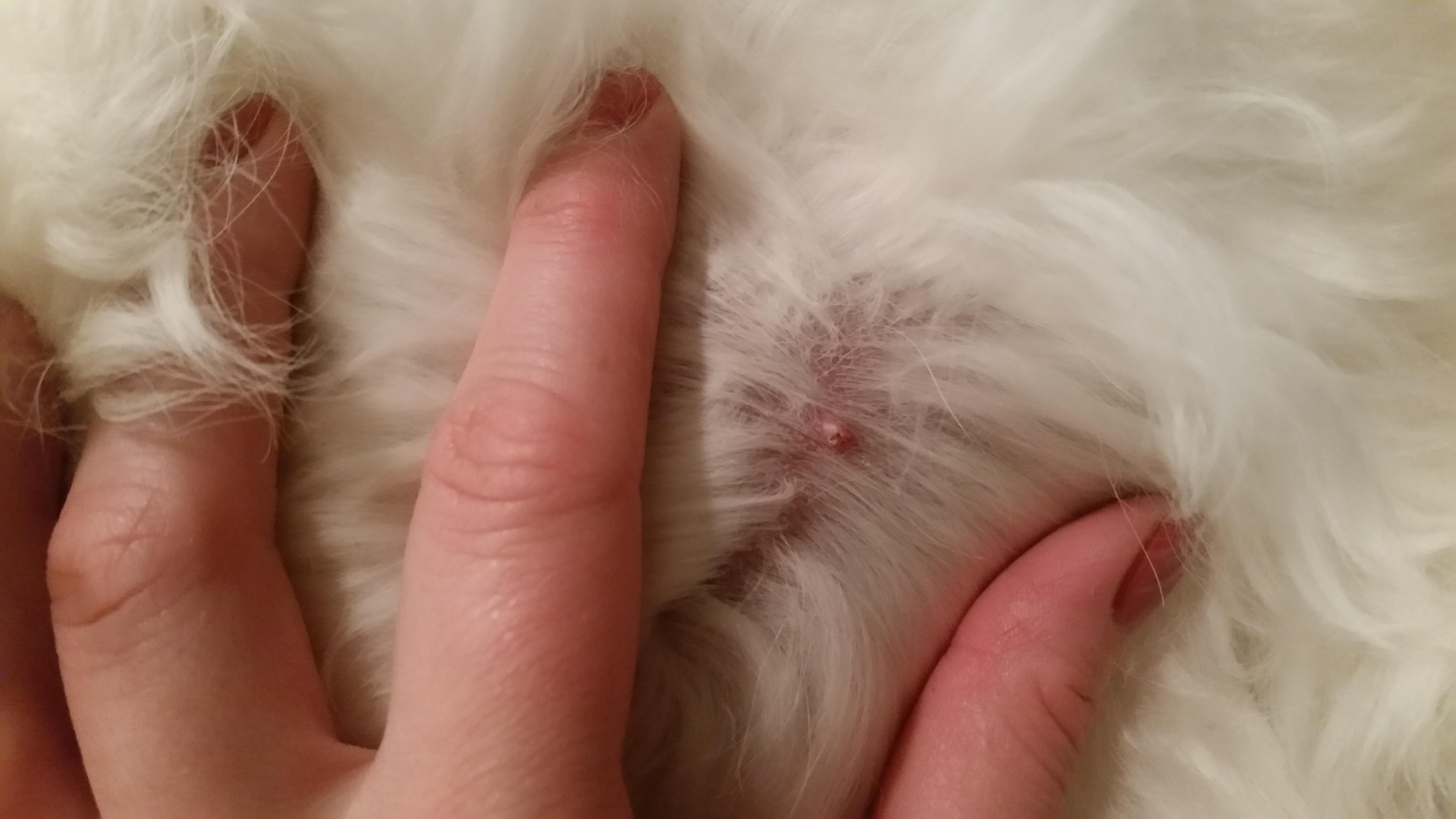 My Dog Has a Pimple-Like Bump. Should I Take Him to the Vet? | Petco