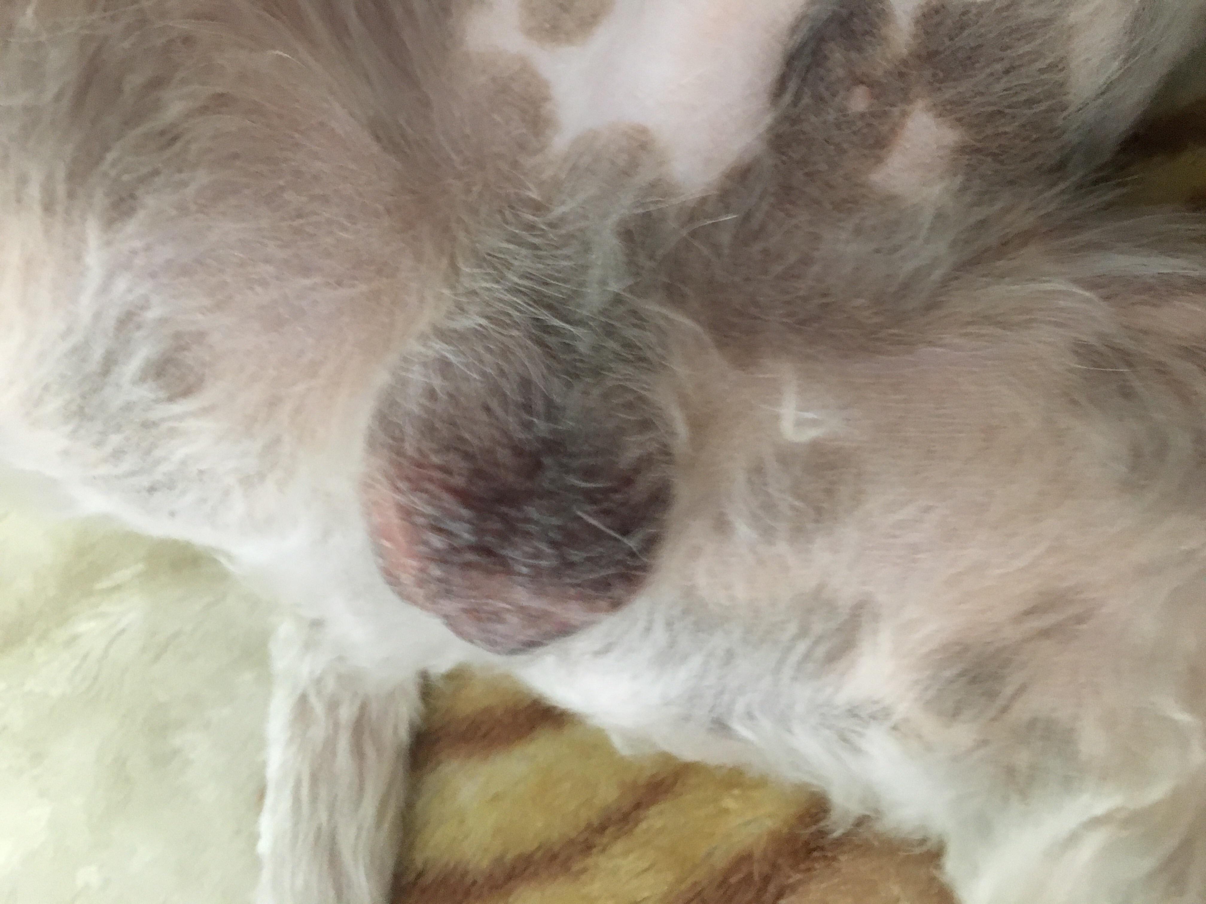 My Dog's Testicles Look Red & Irritated. Is This a Concern? | Petco