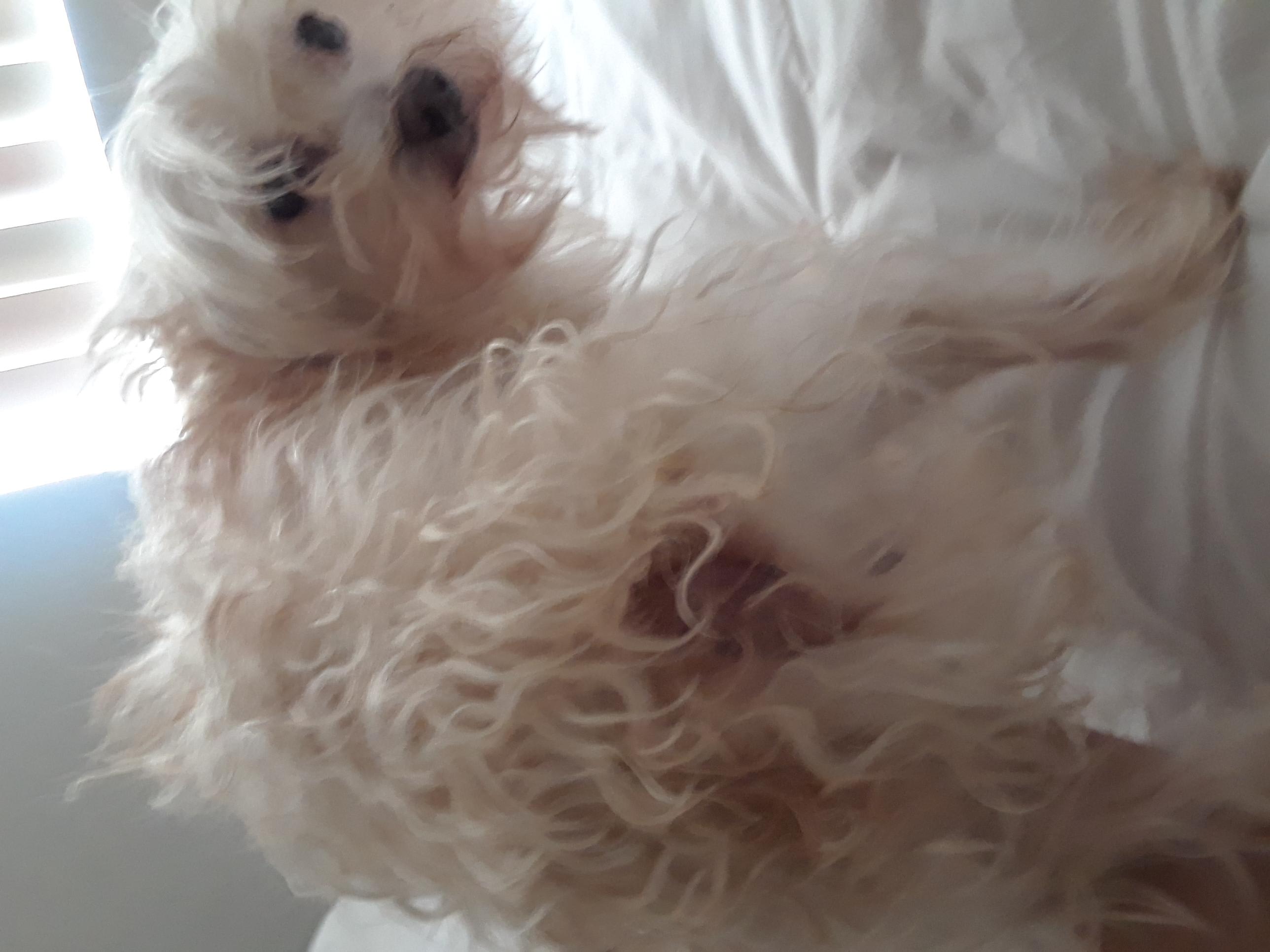 My dog's butt rash is expanding and itchy. What should I do now? | Petco