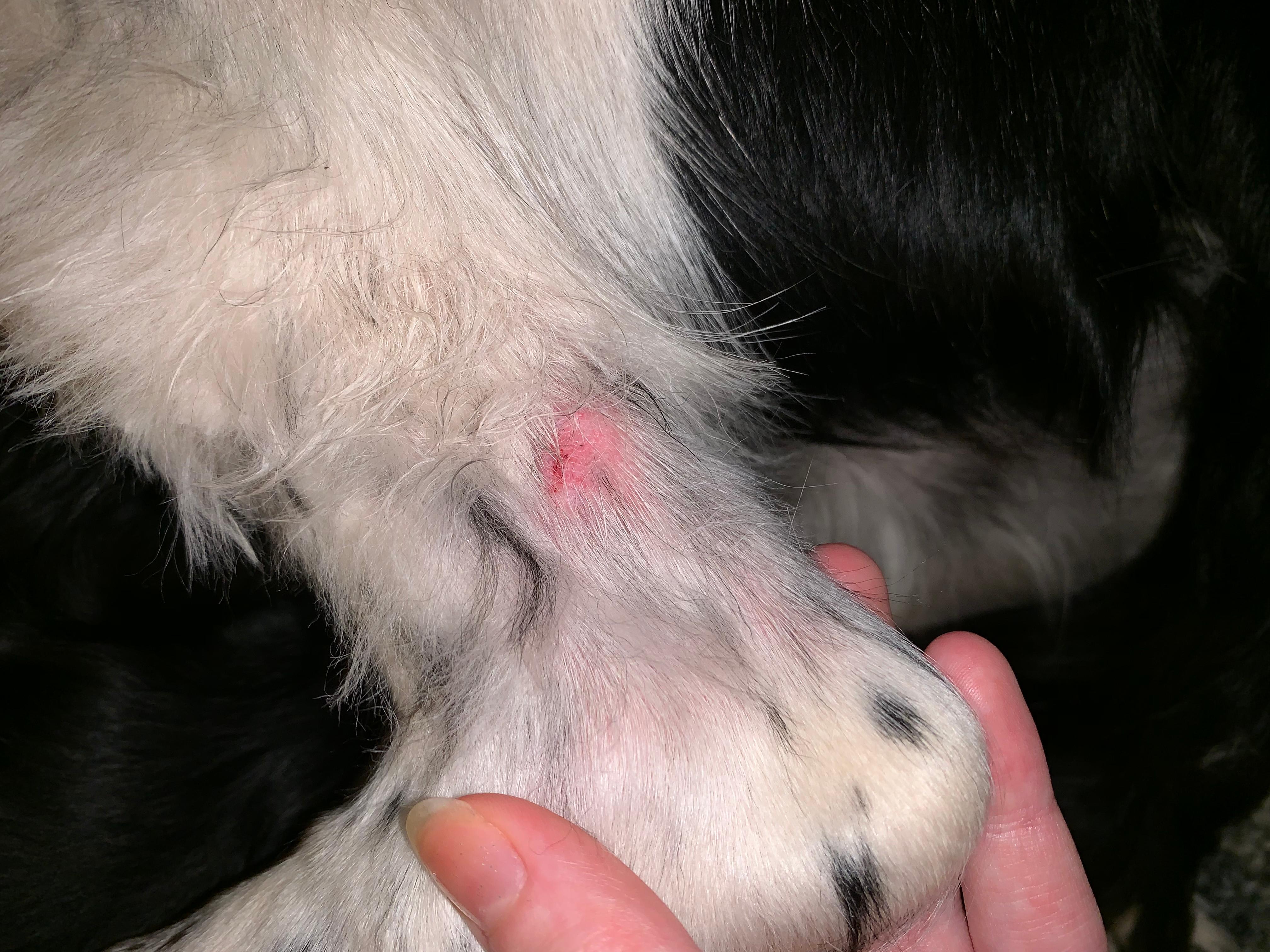 Is Your Dog Scratching a Lot & Has a Leg Sore? Fleas or Allergies? | Petco