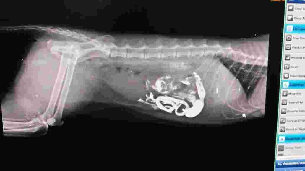 Cat Vomiting: Is Surgery the Only Option for Intestinal Blockage? | Petco