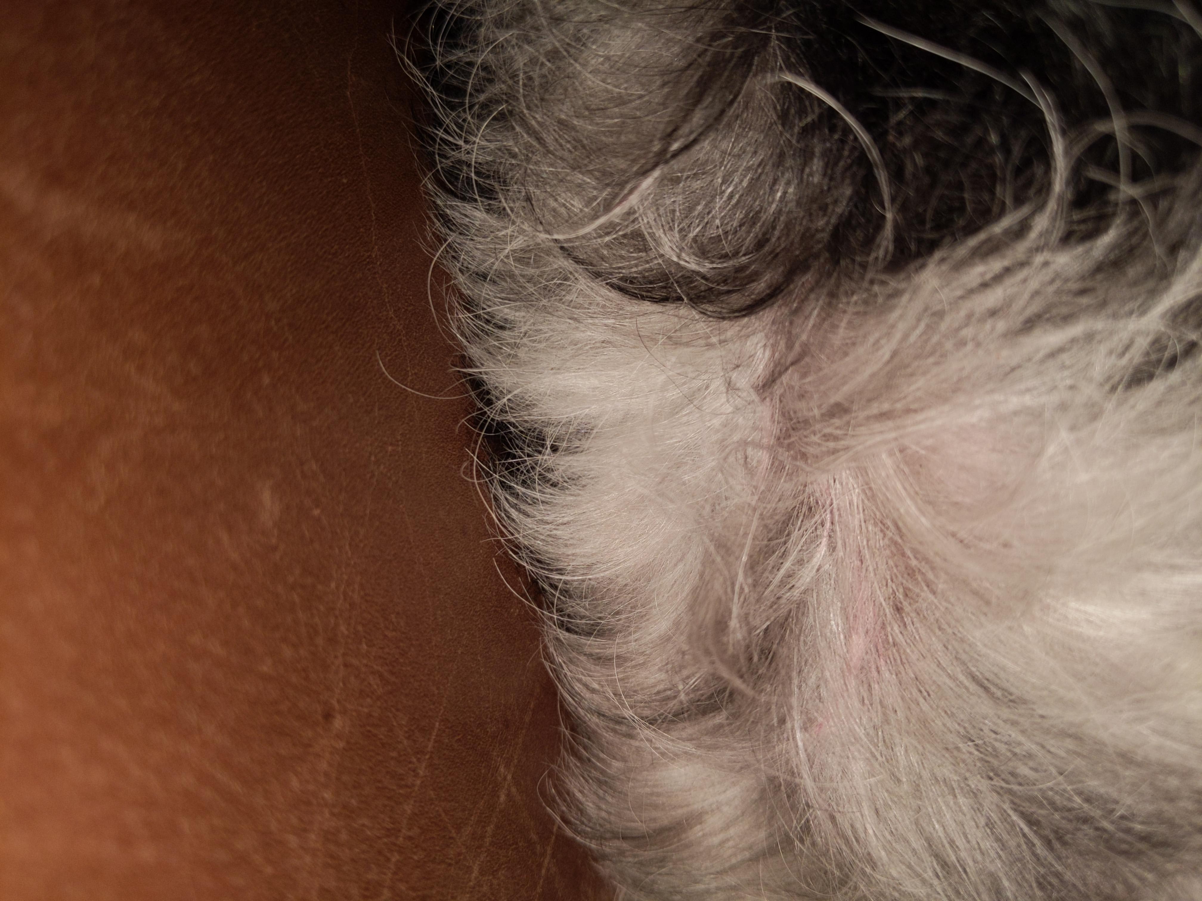 My dog has stiff fur & red skin on back. What's wrong? | Petco