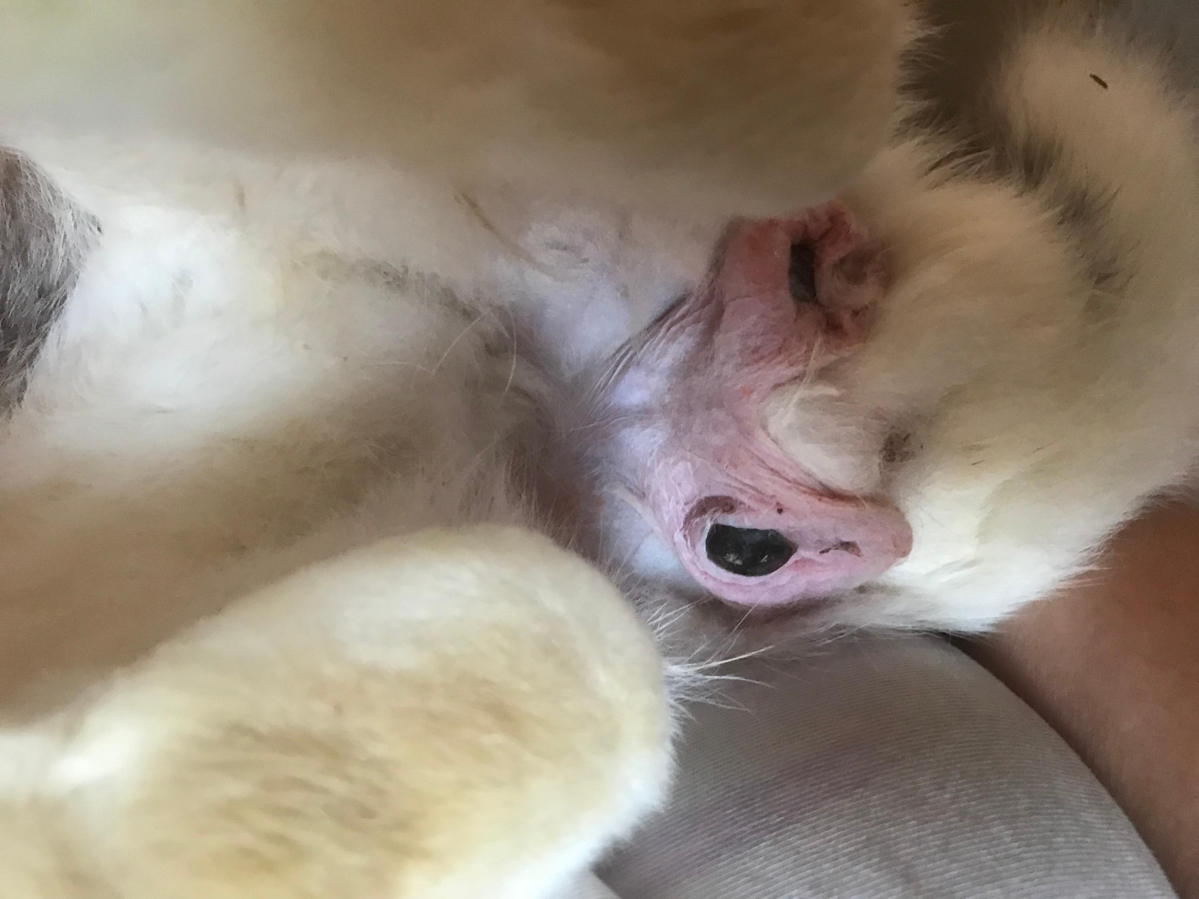 My Rabbit's Neuter Incision: Does It Look Normal While Healing? | Petco