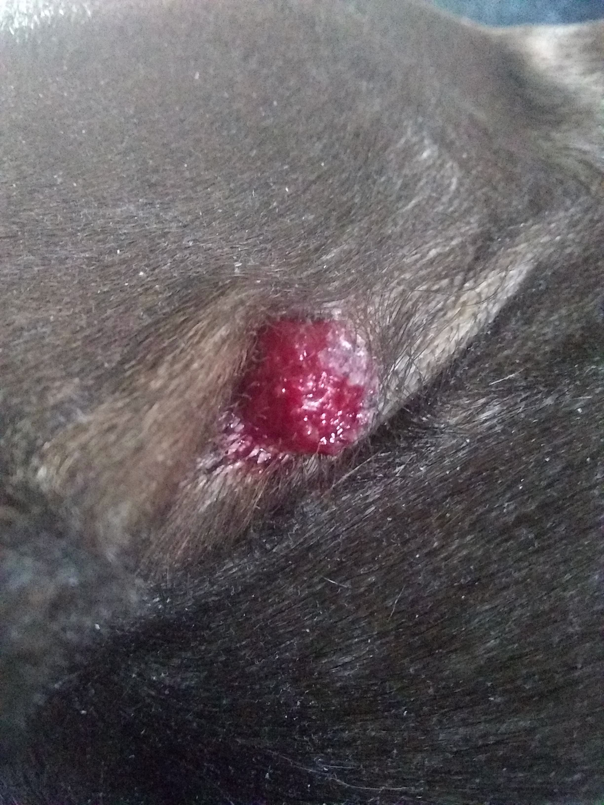 My dog has a bleeding bump that doesn't hurt. Is it serious? | Petco