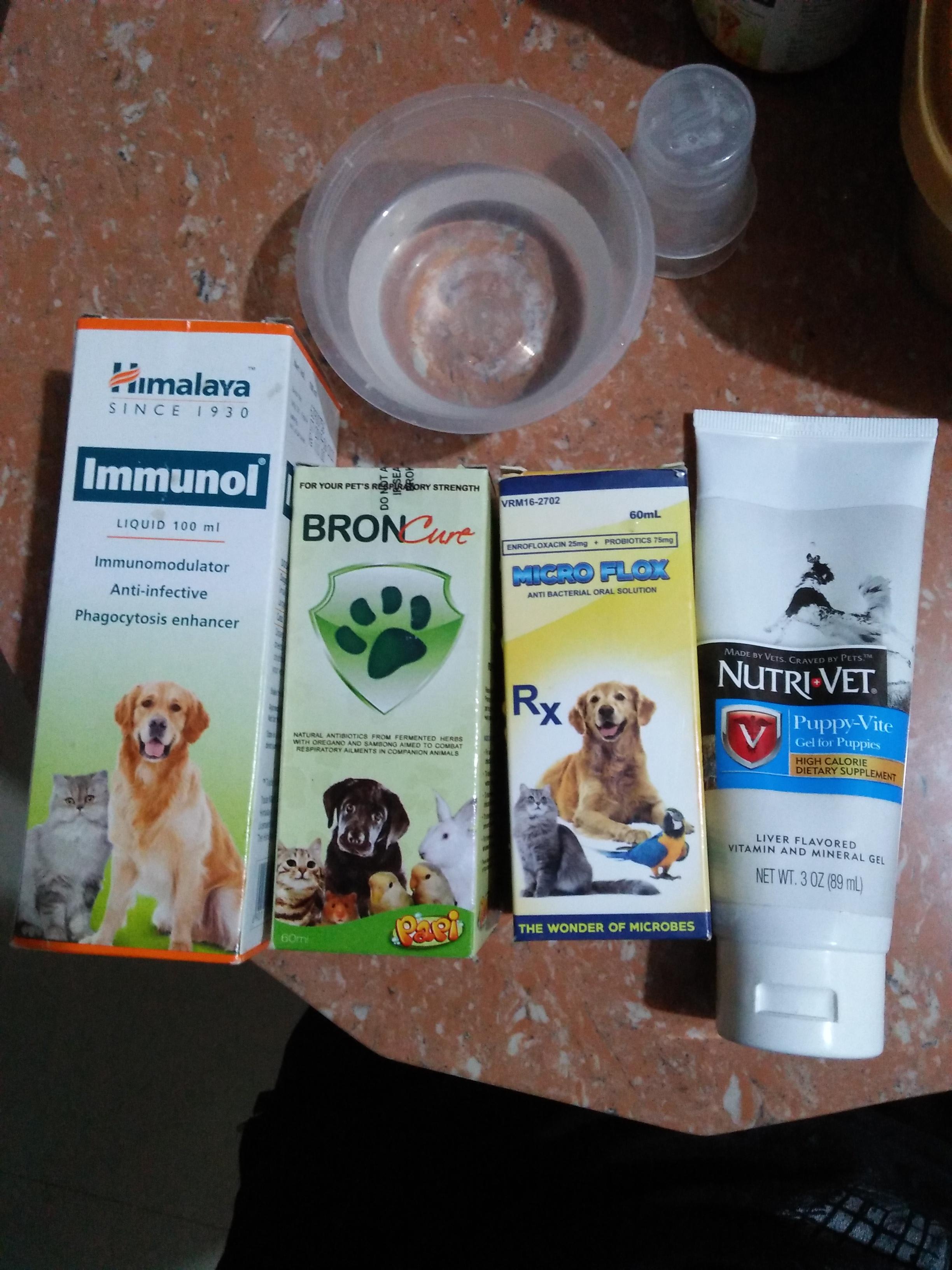 My Puppy Has Respiratory Disease: Still Weak After Meds? | Petco