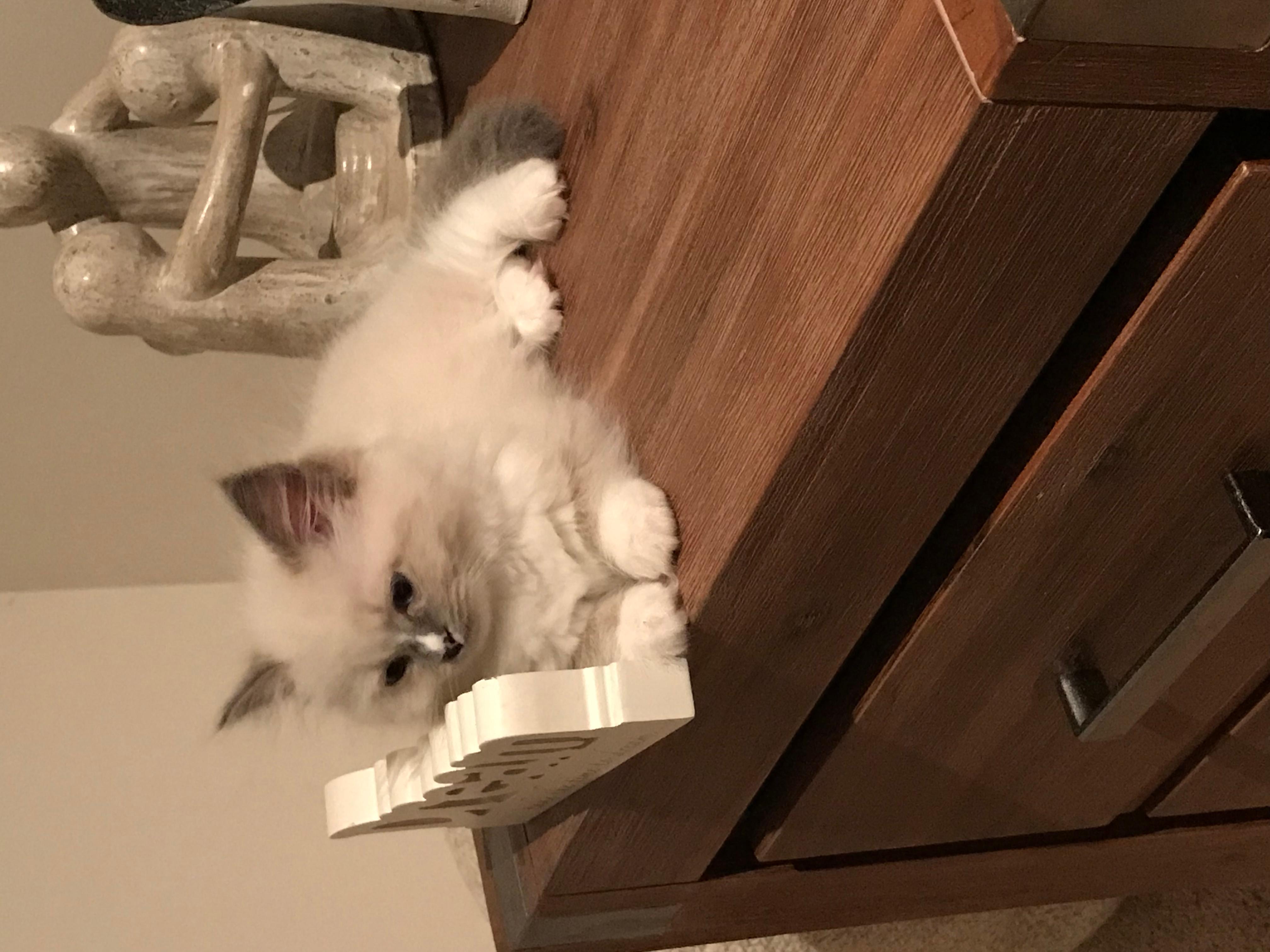Why Isn't My 9-Week-Old Ragdoll Kitten Eating Enough? | Petco