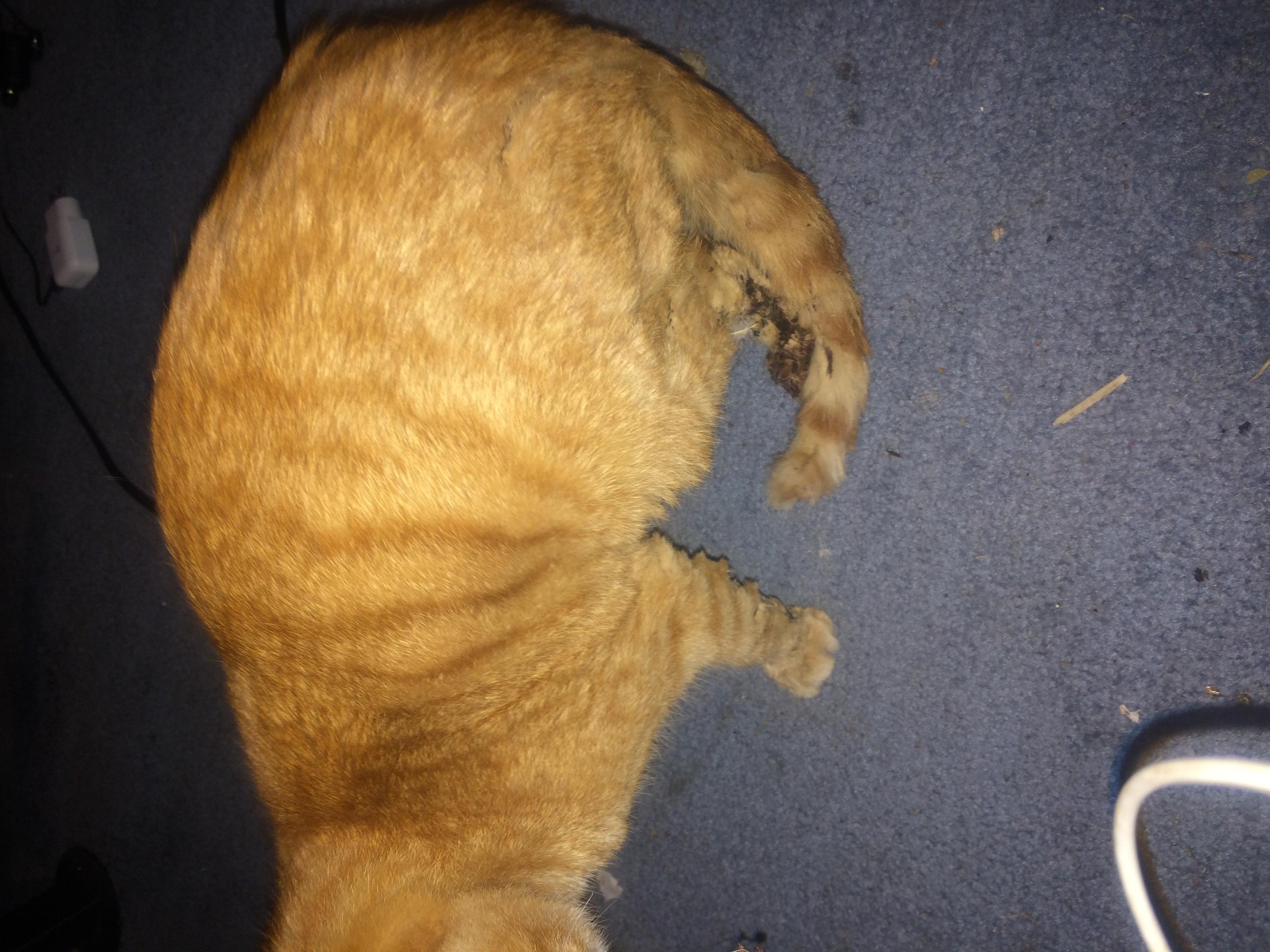 My cat burned 5 days ago, can't poop. Does she need a vet? | Petco