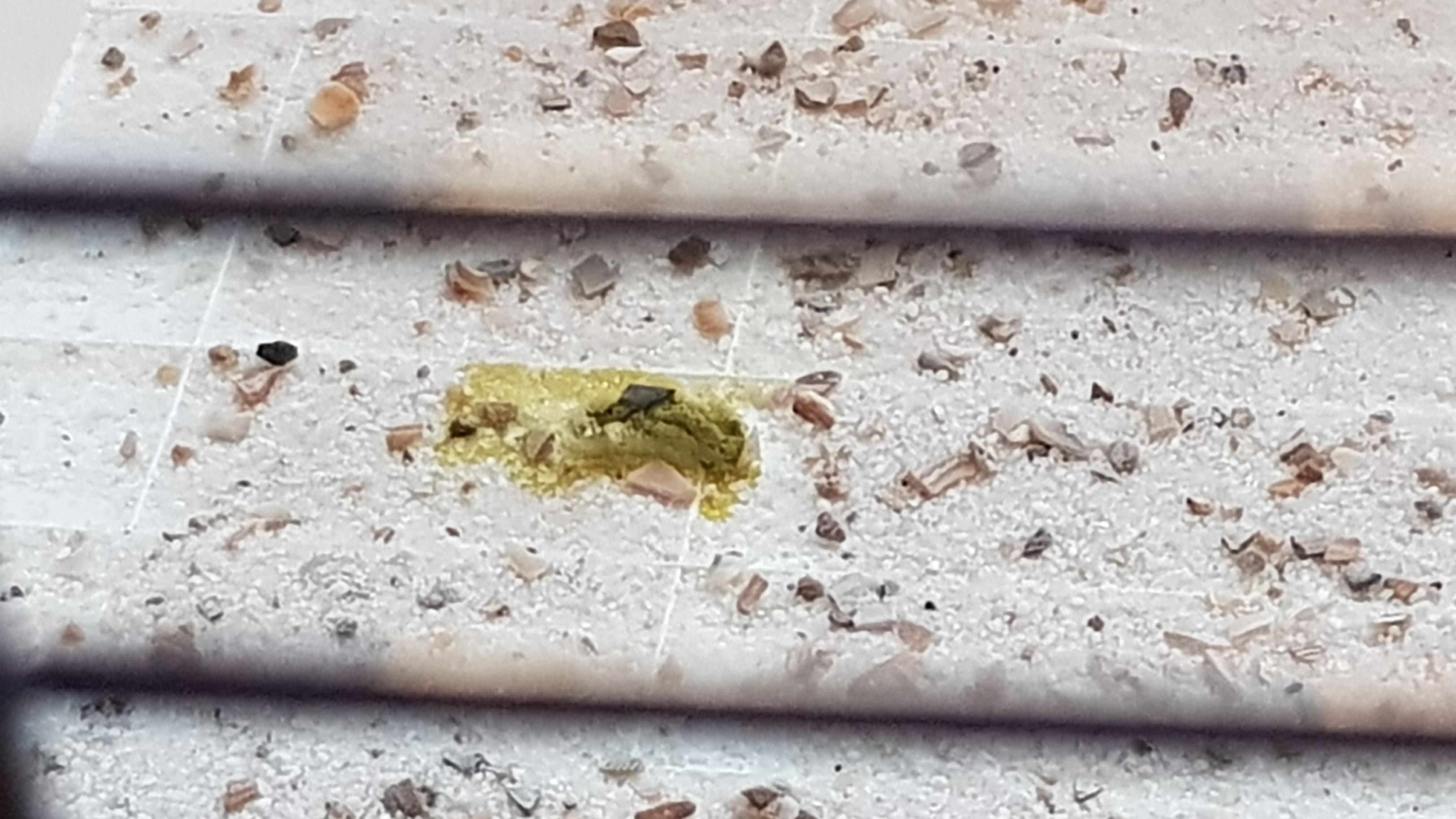 Why is my canary not chirping and has green watery droppings? | Petco