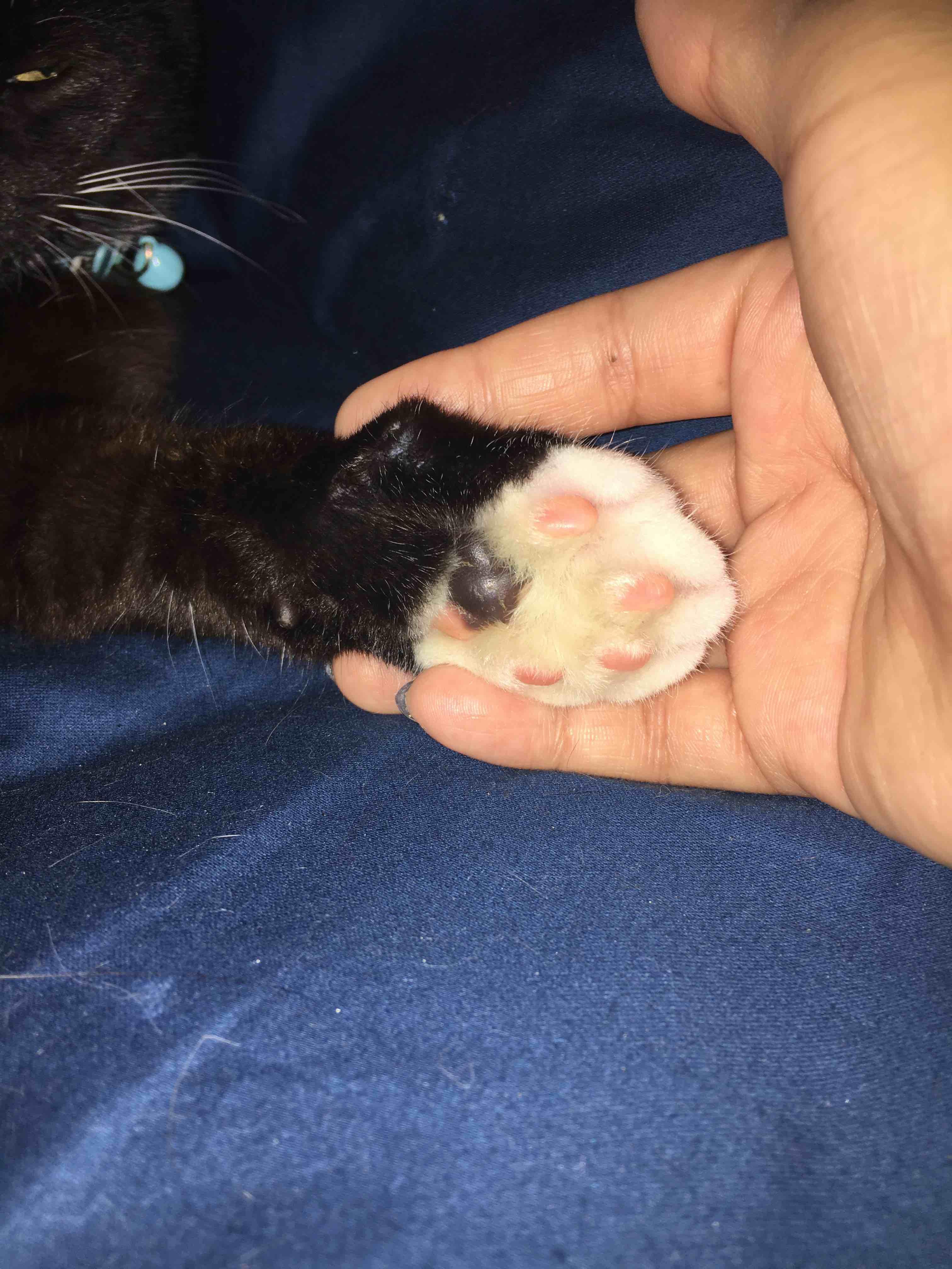 Cat's Paw Swollen from Bee Sting? How to Stop Biting & Swelling | Petco