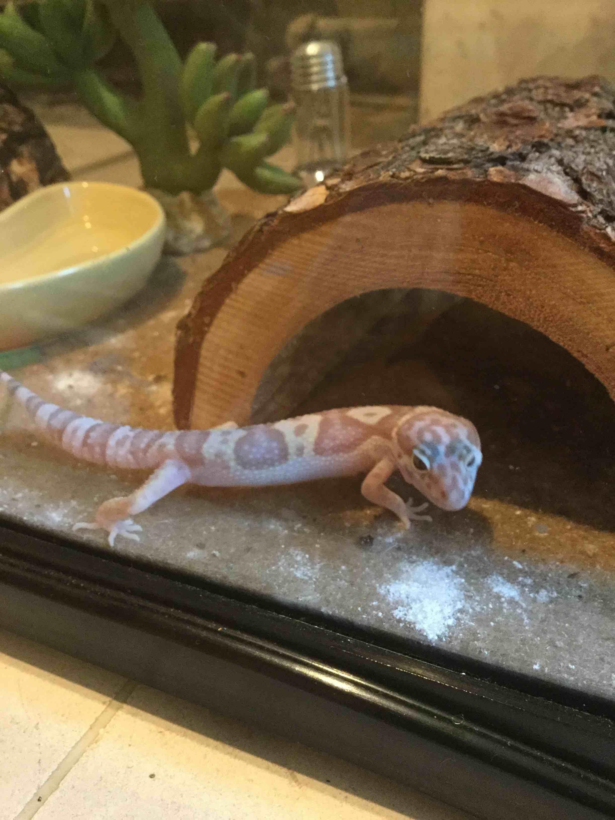 My leopard gecko looks thin. Is she healthy or normal? | Petco