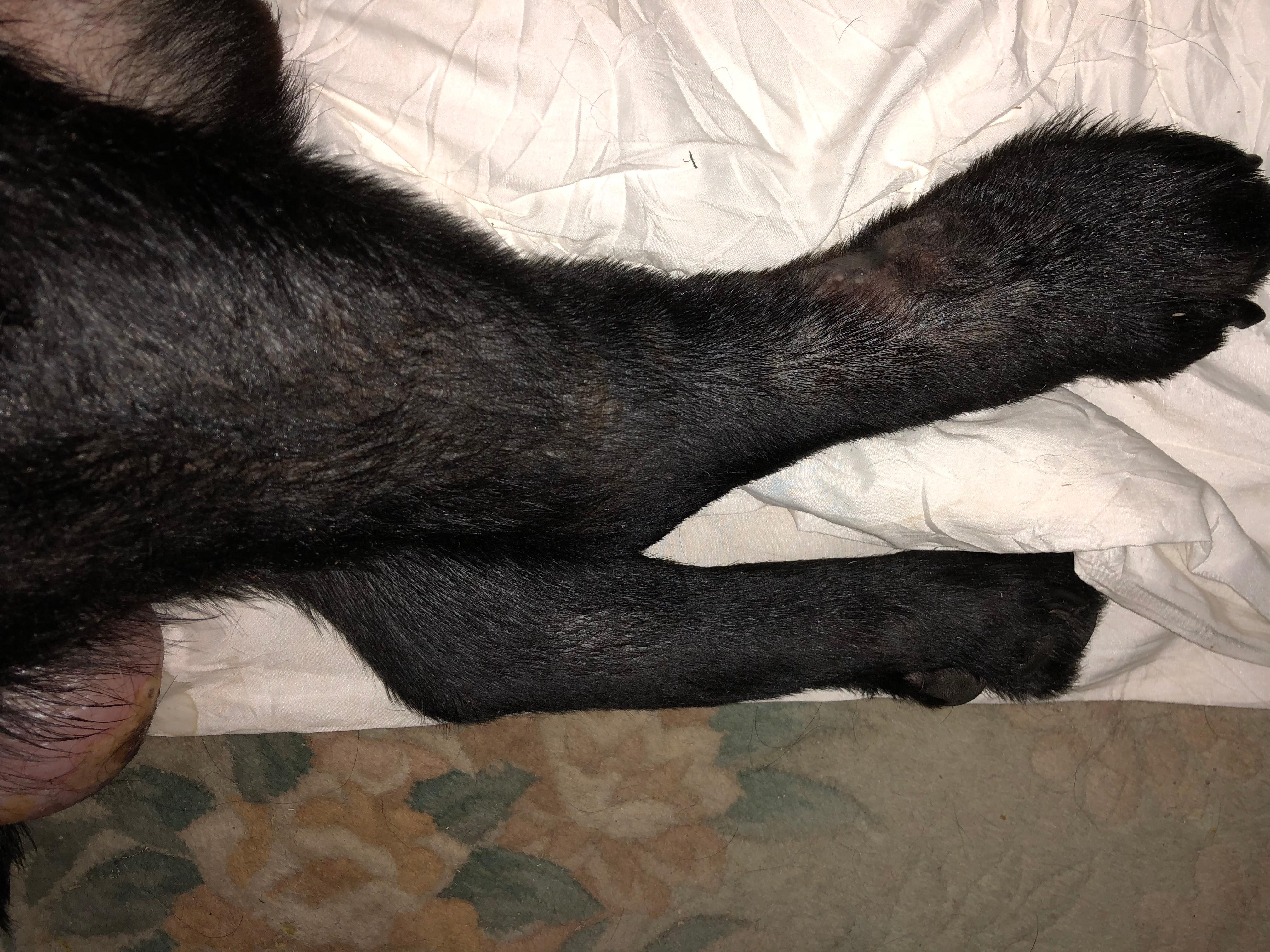 Why are my dog's testicles & leg swollen, and he can't stand? | Petco