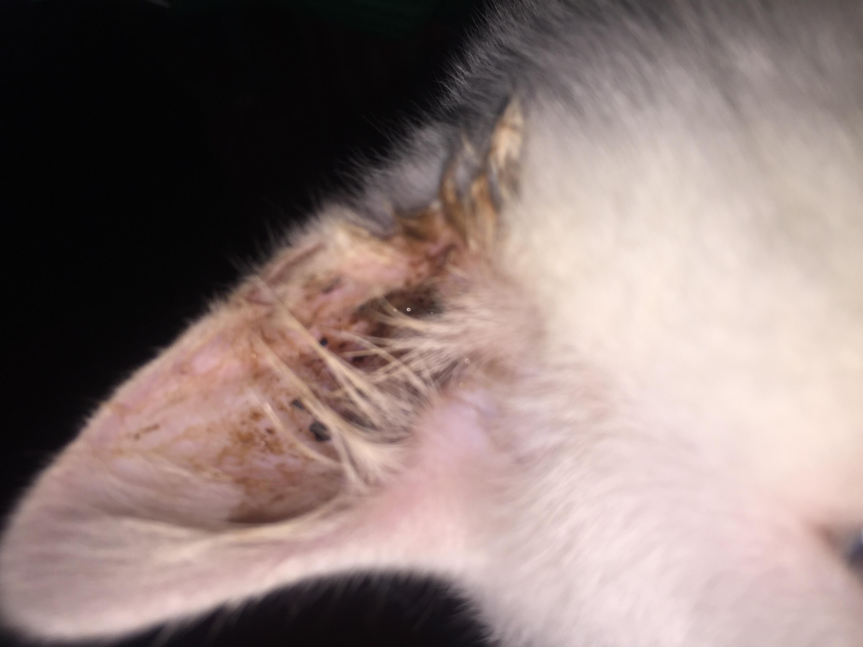 Why is Your Kitten's Ear Leaking Brown Liquid? See a Vet? | Petco
