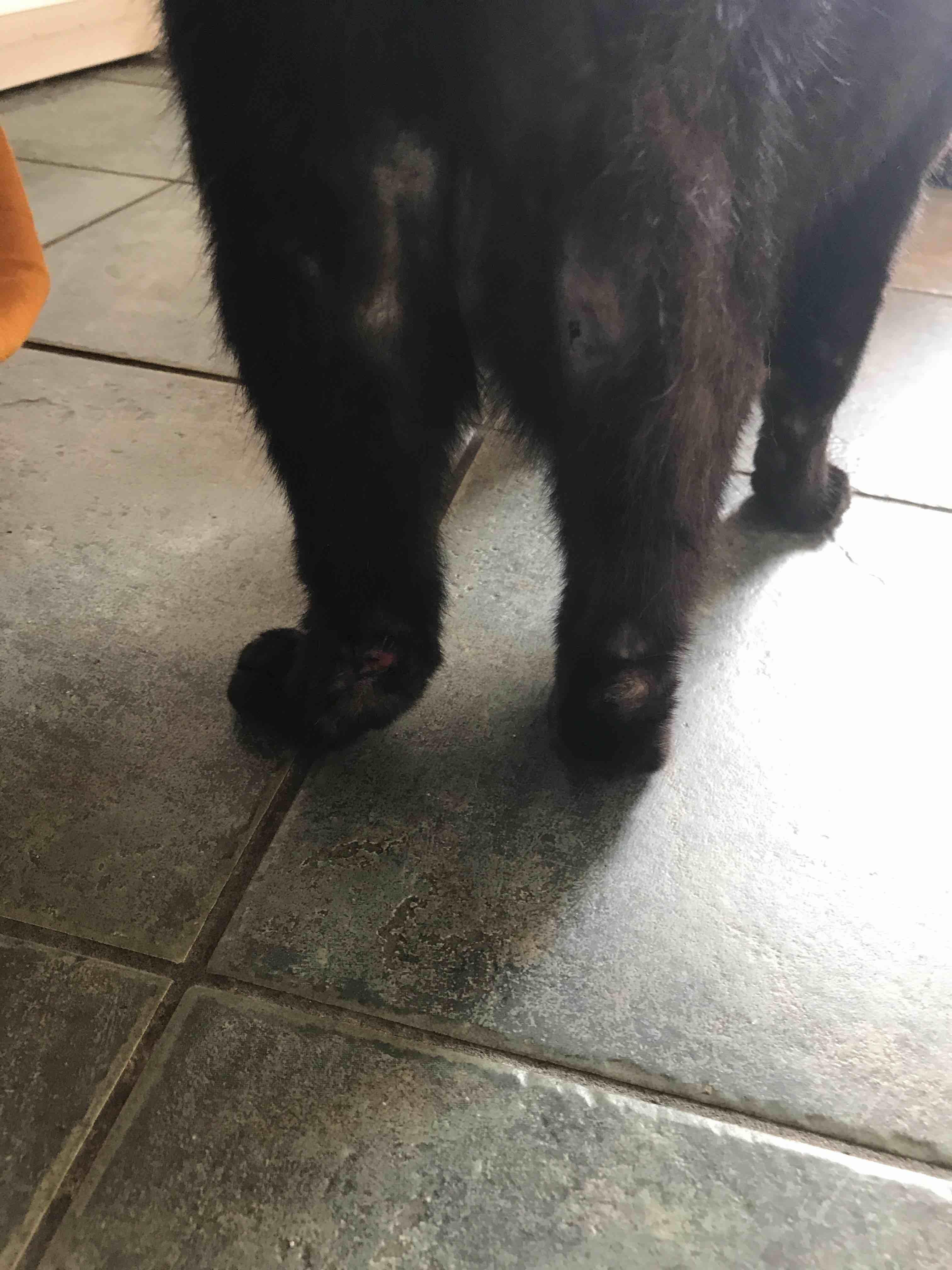 Treating Your Cat's Scraped Paw: Can You Do It Without a Vet? | Petco