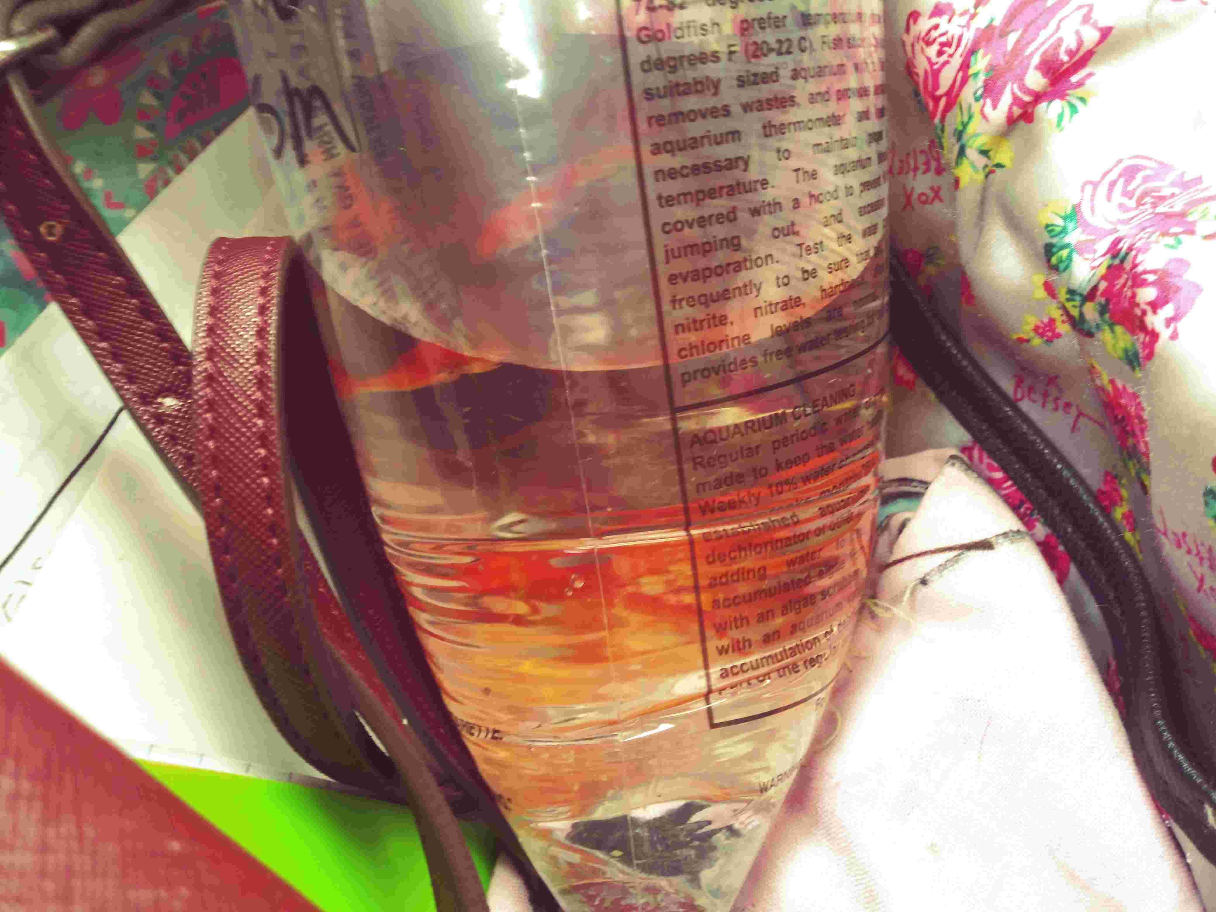 My Pacman Frog Ate Goldfish. Are Feeder Fish Safe for Frogs? | Petco