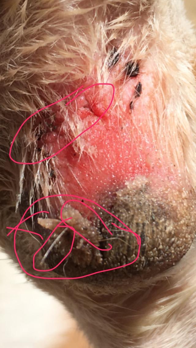 My Dog's Paw Pad is Torn: Protruding Pieces? Vet or Home? | Petco