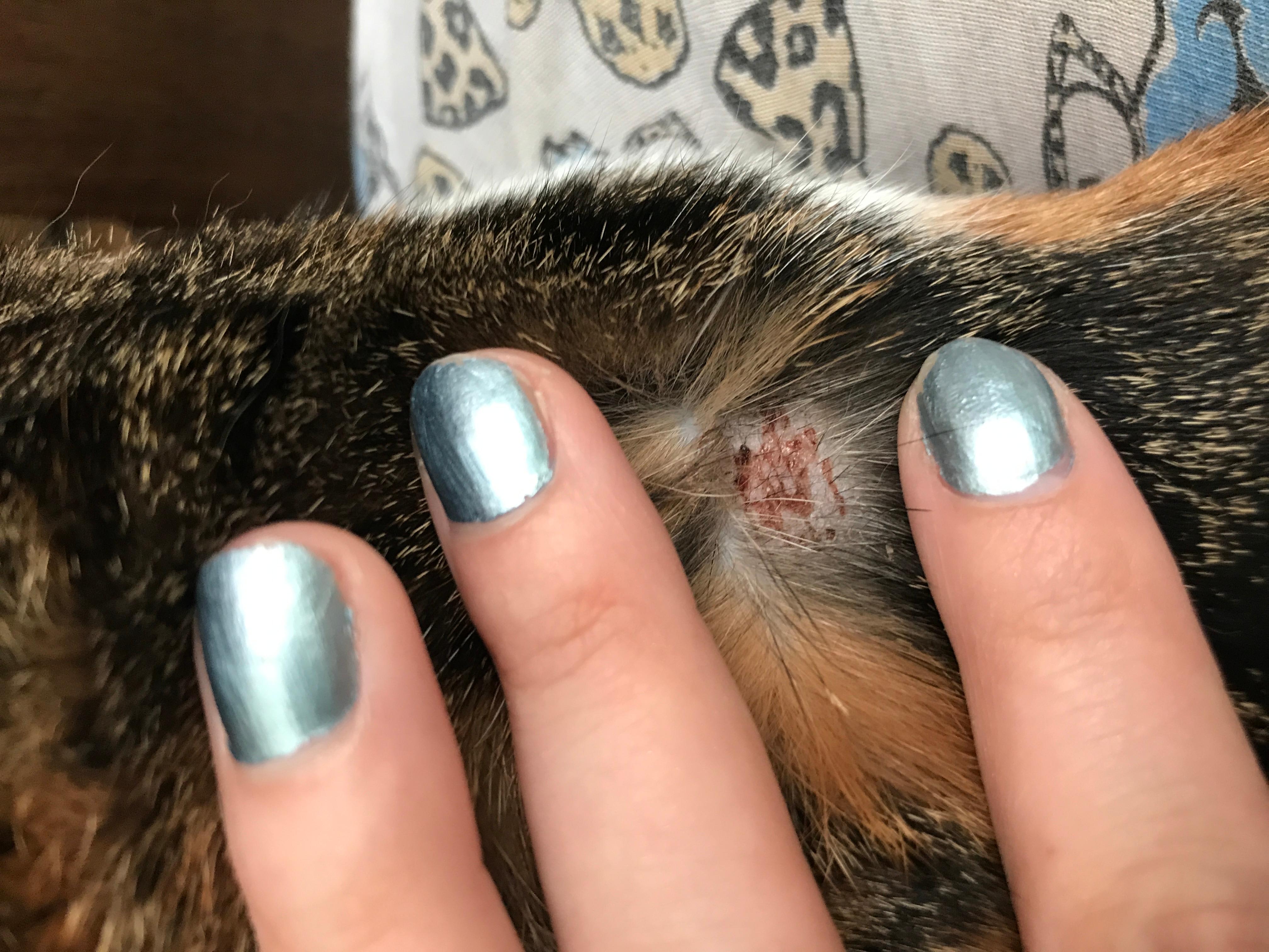 Cat has a neck scab? Is it serious or just healing? Find out | Petco