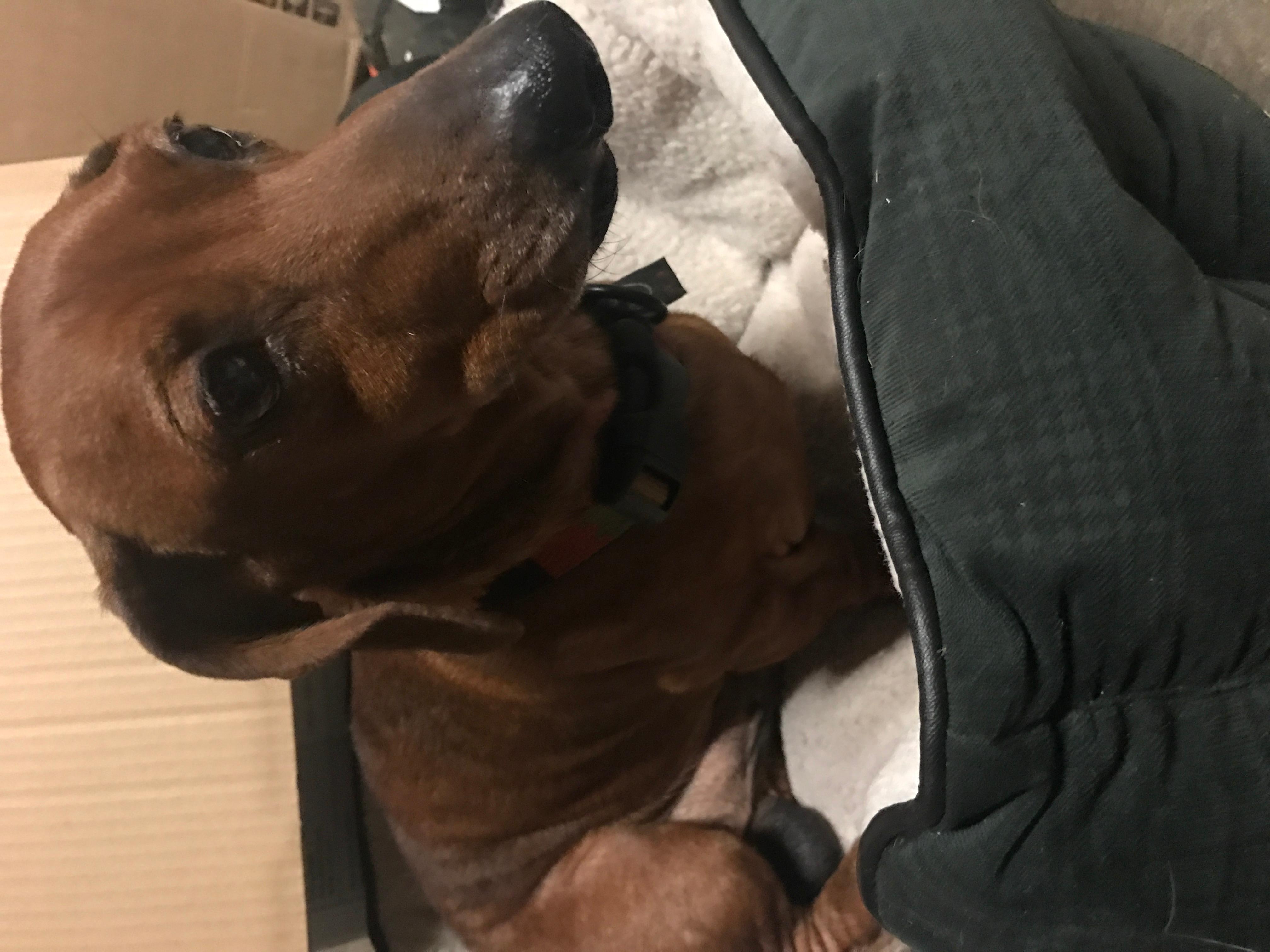 My Dog Has Black Scaly Skin on Back & Tail. What Is It? | Petco