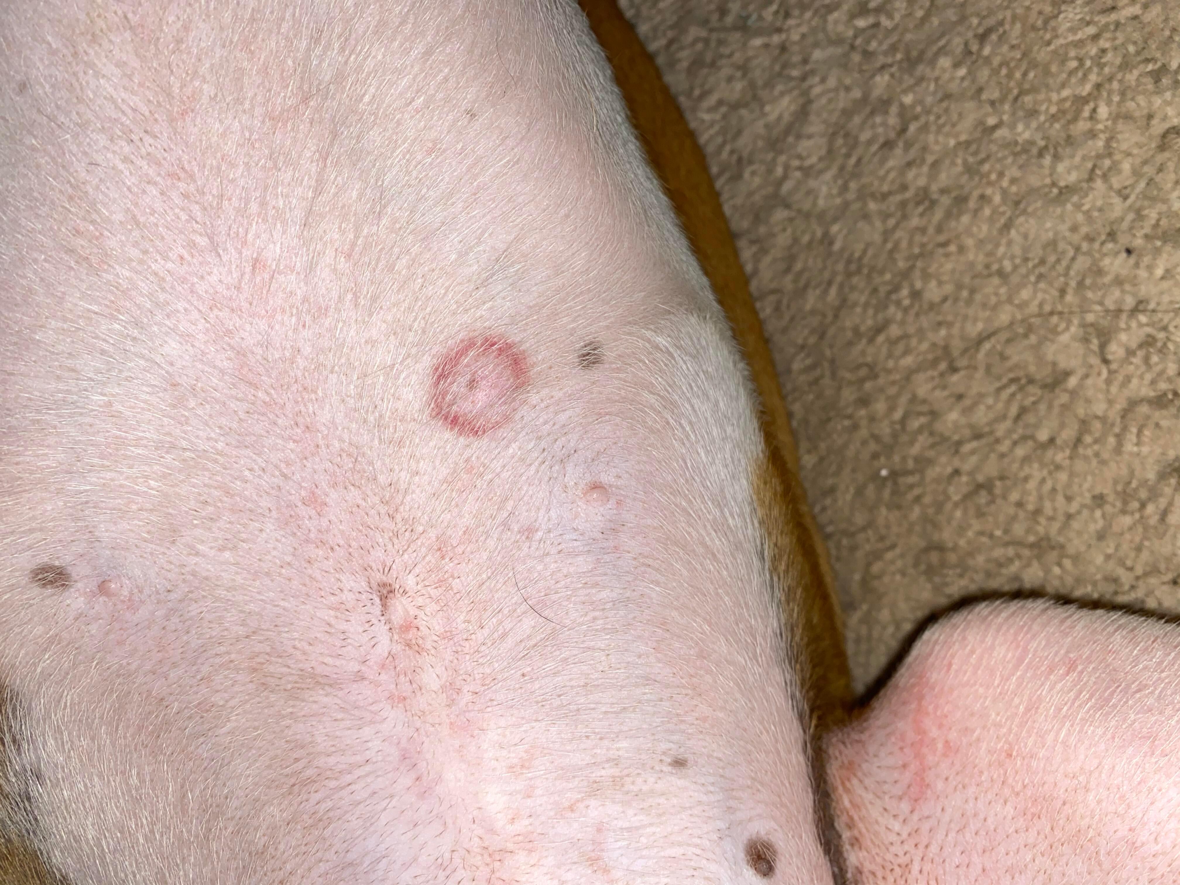 Puppy has red ring on stomach: Ringworm, Lyme, or bug bite? | Petco