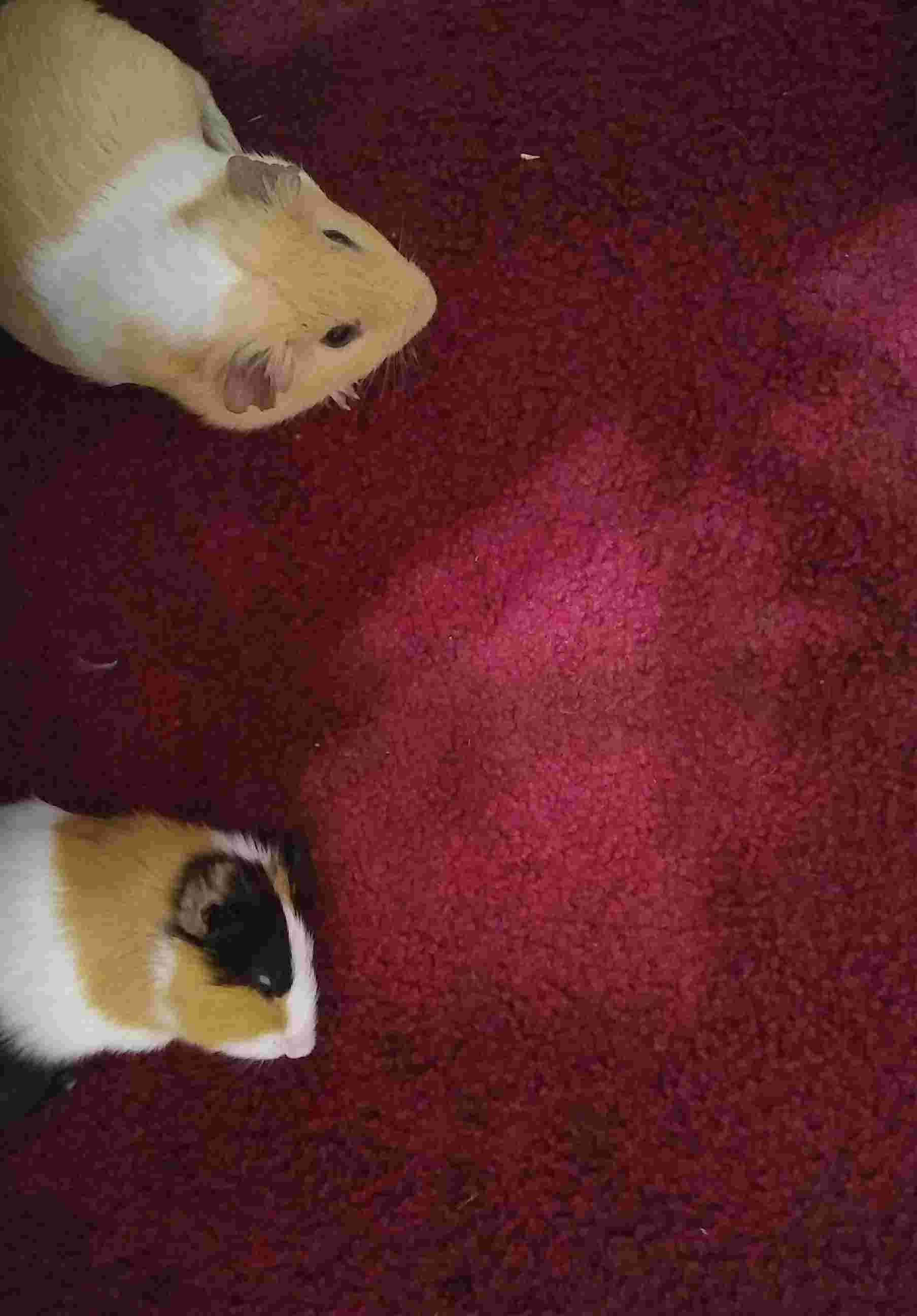My guinea pigs rumble strut. When can I safely cage them together? | Petco