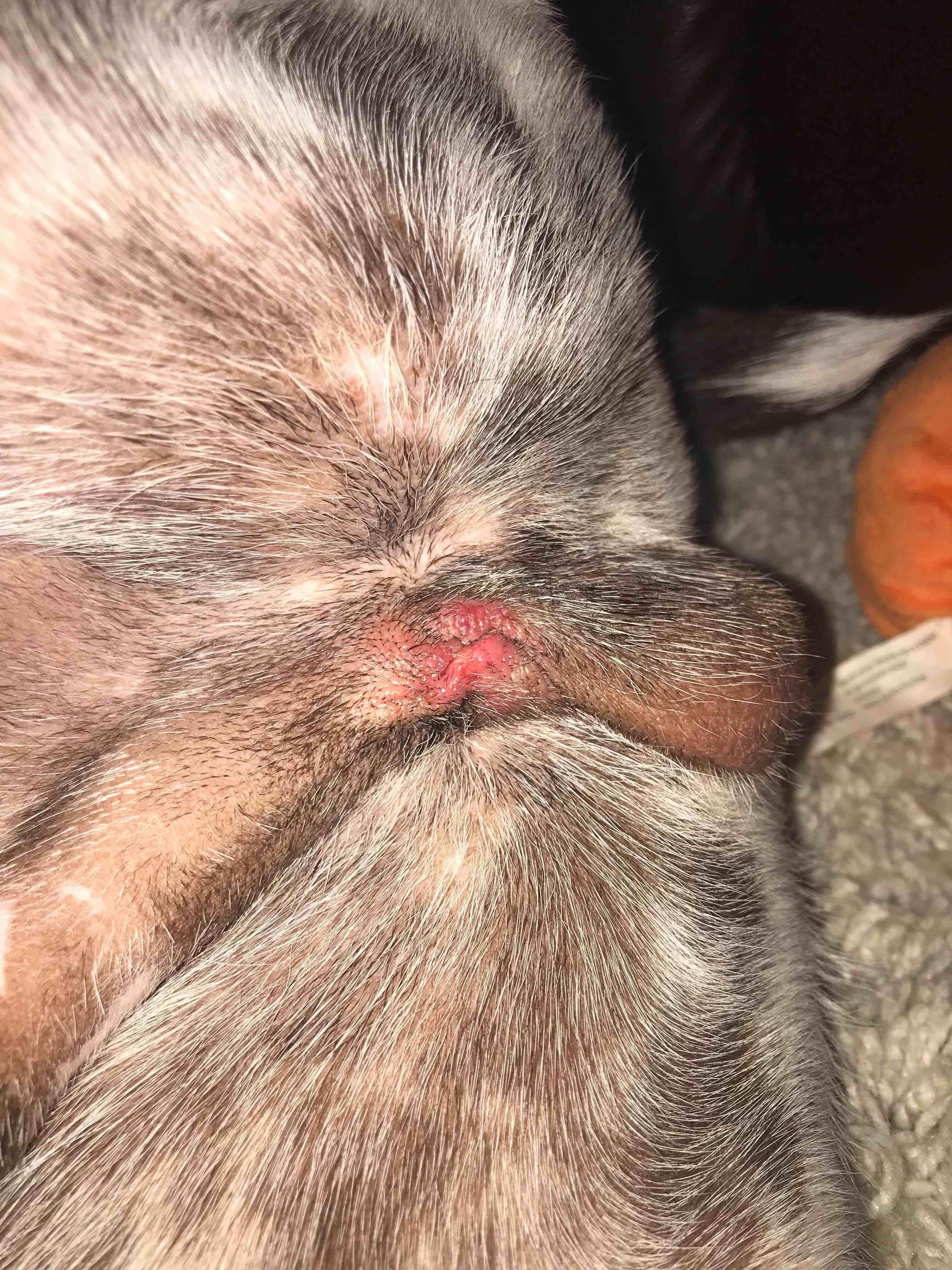 My Dog Licked His Wet Neuter Incision: Is It Infected? | Petco