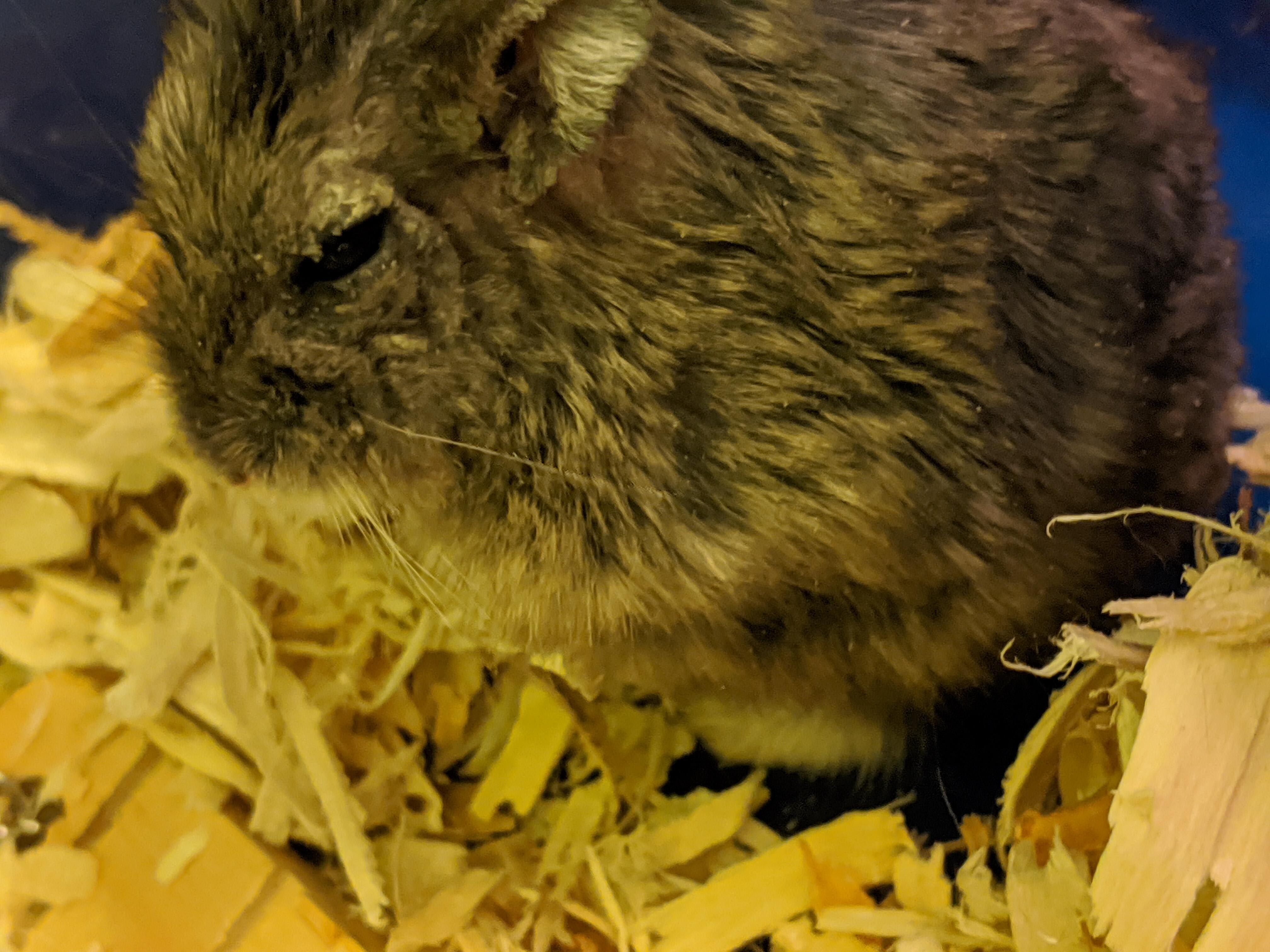 My hamster has red marks, won't stop scratching. What's wrong? | Petco