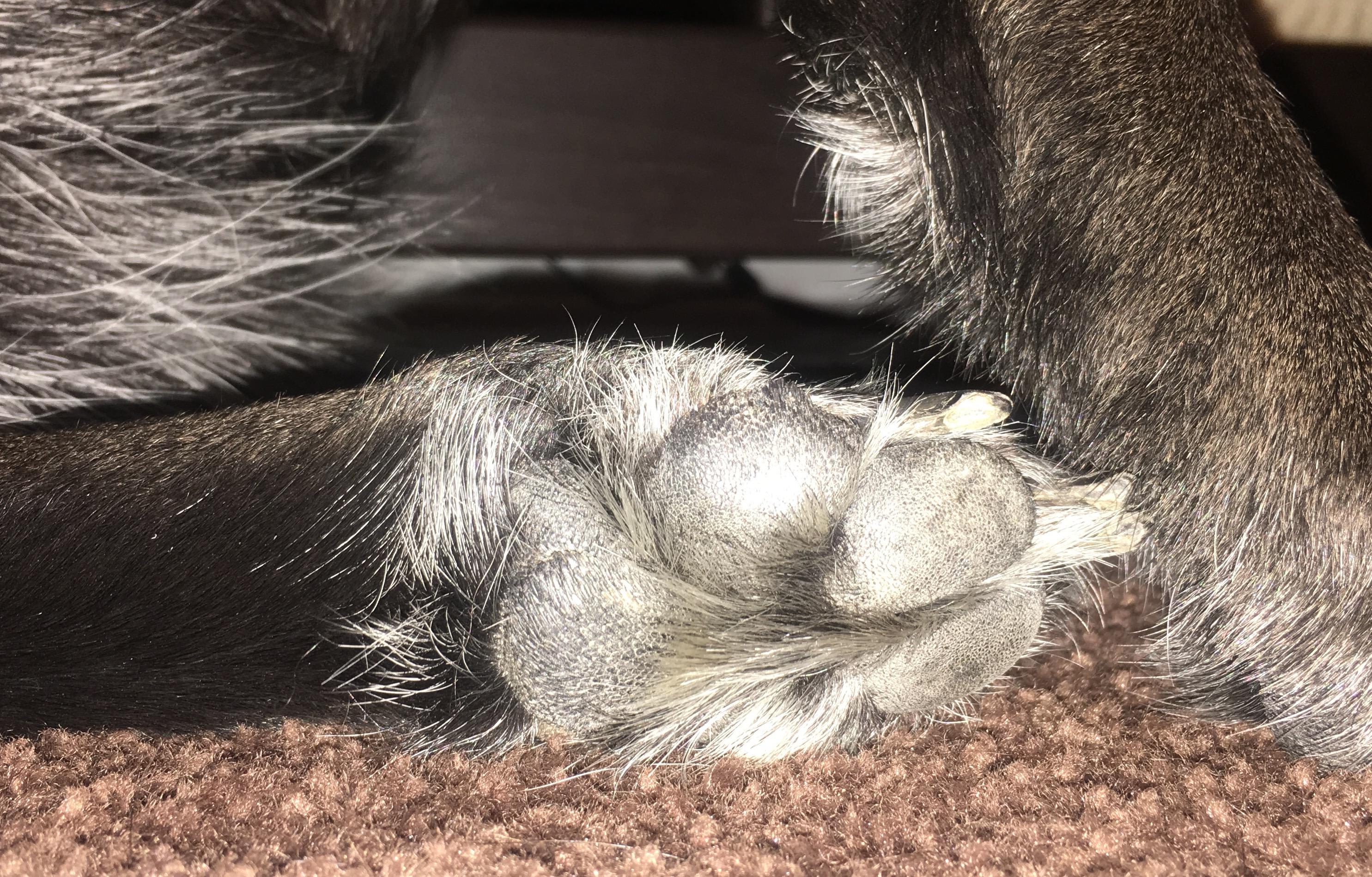 Dog Yelping, Limping, Paw Pain? Is an ER Vet Visit Needed? | Petco