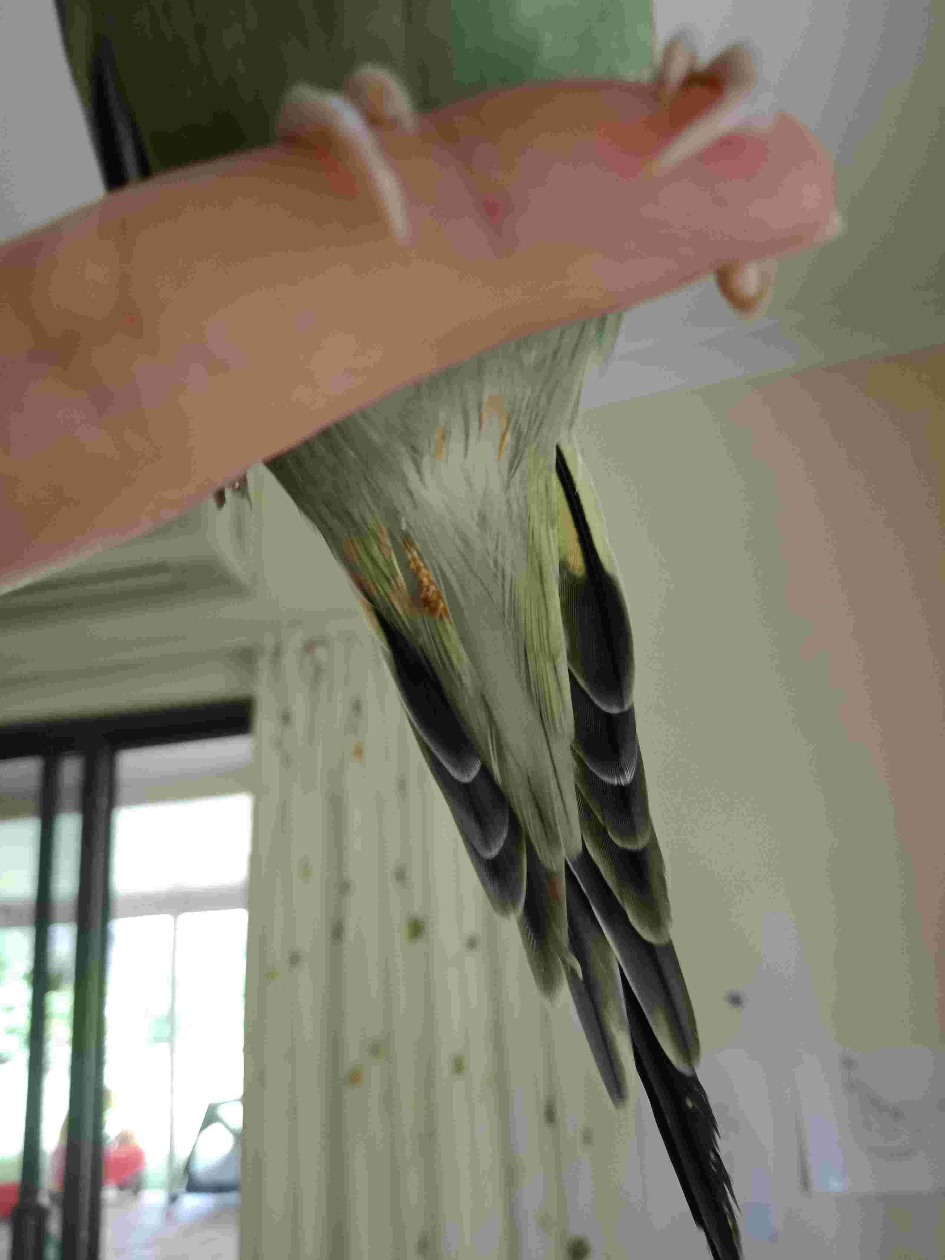 Bird Poop on Vent Feathers: Should You Trim or Wait for Molting? | Petco
