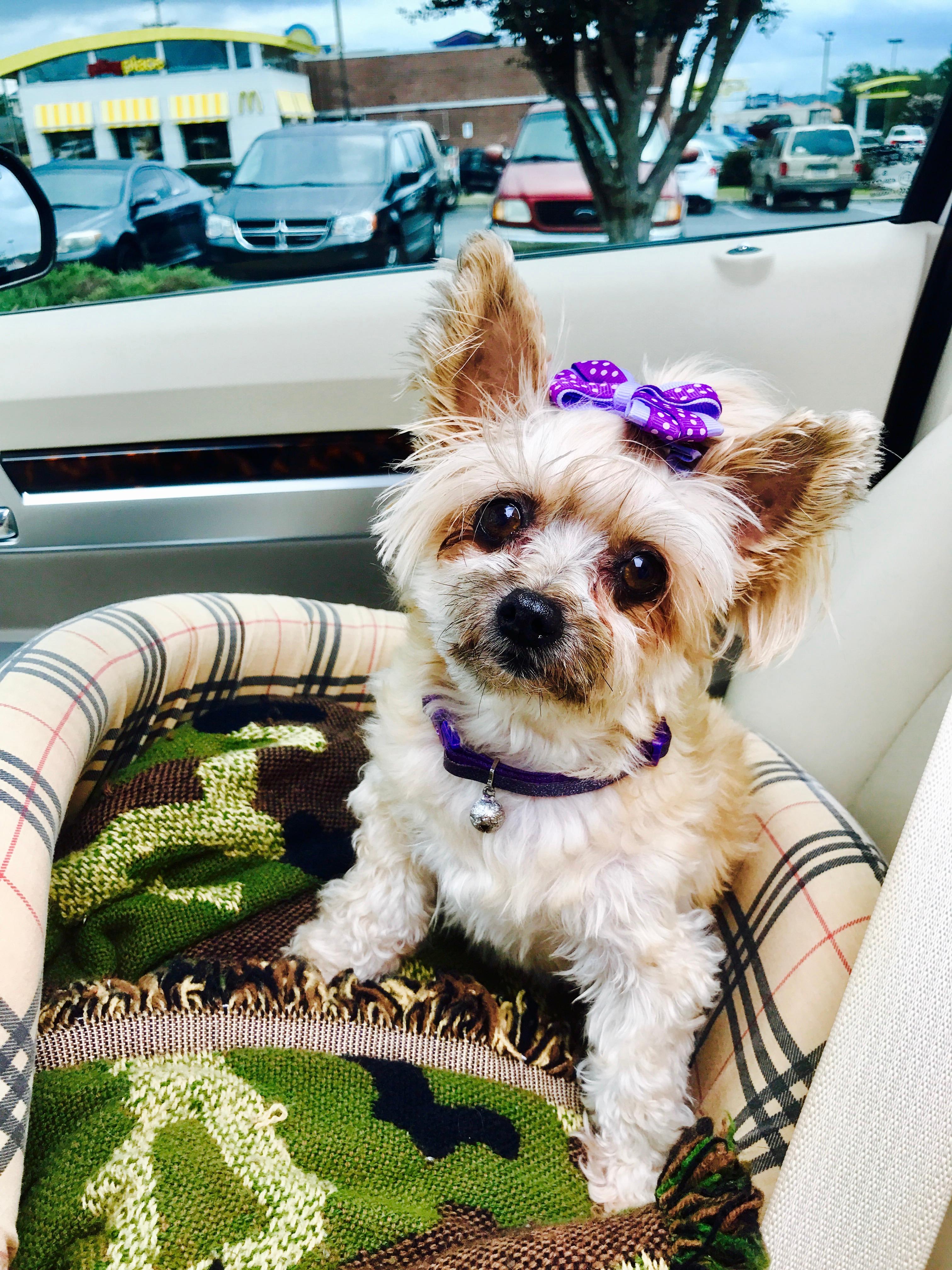Yorkie Liver Issues & High Bile Acids: Is It a Portosystemic Shunt? | Petco