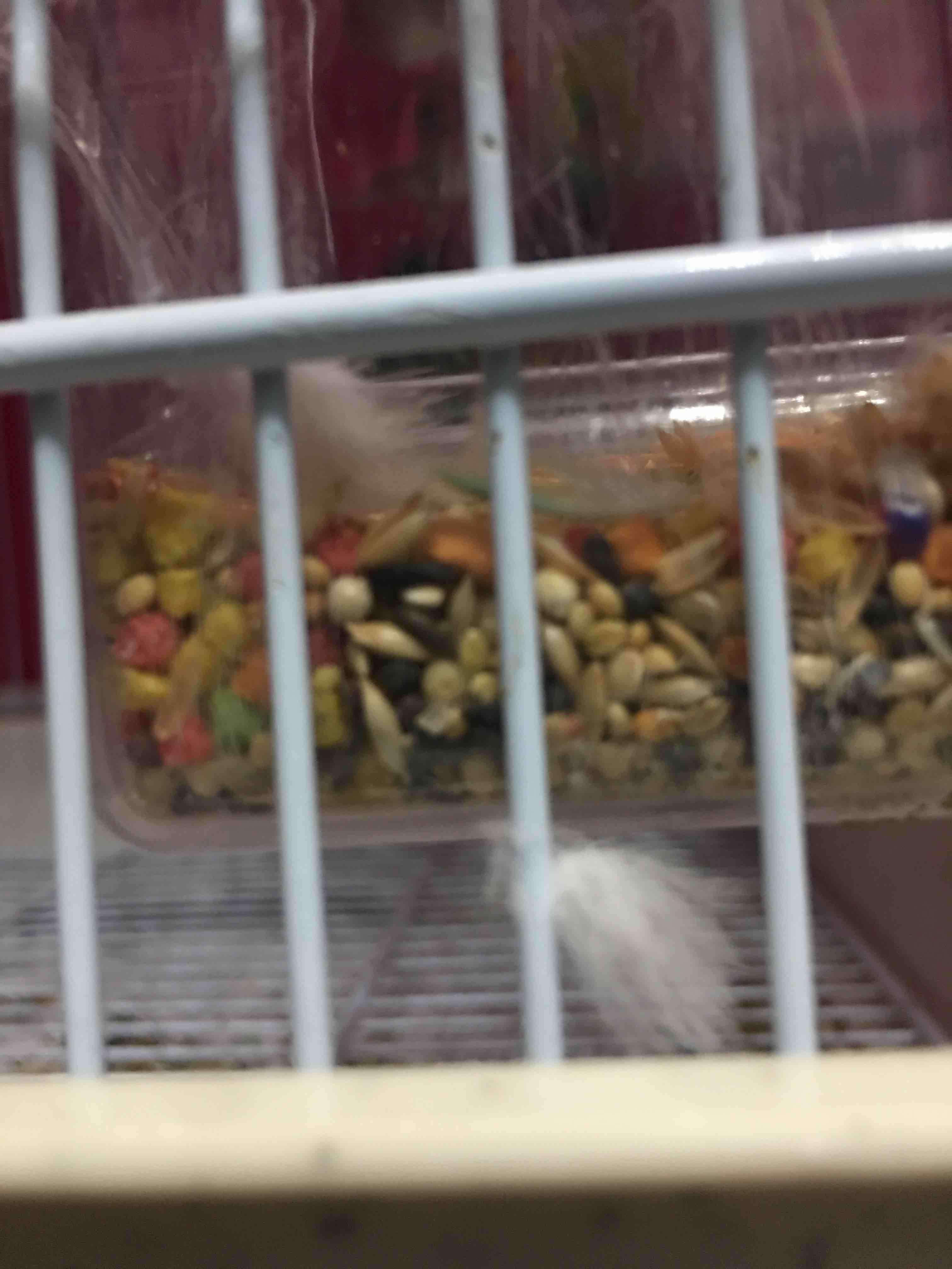 Is Your Budgie's Black Poop a Sign of Sickness or Just Seeds? | Petco