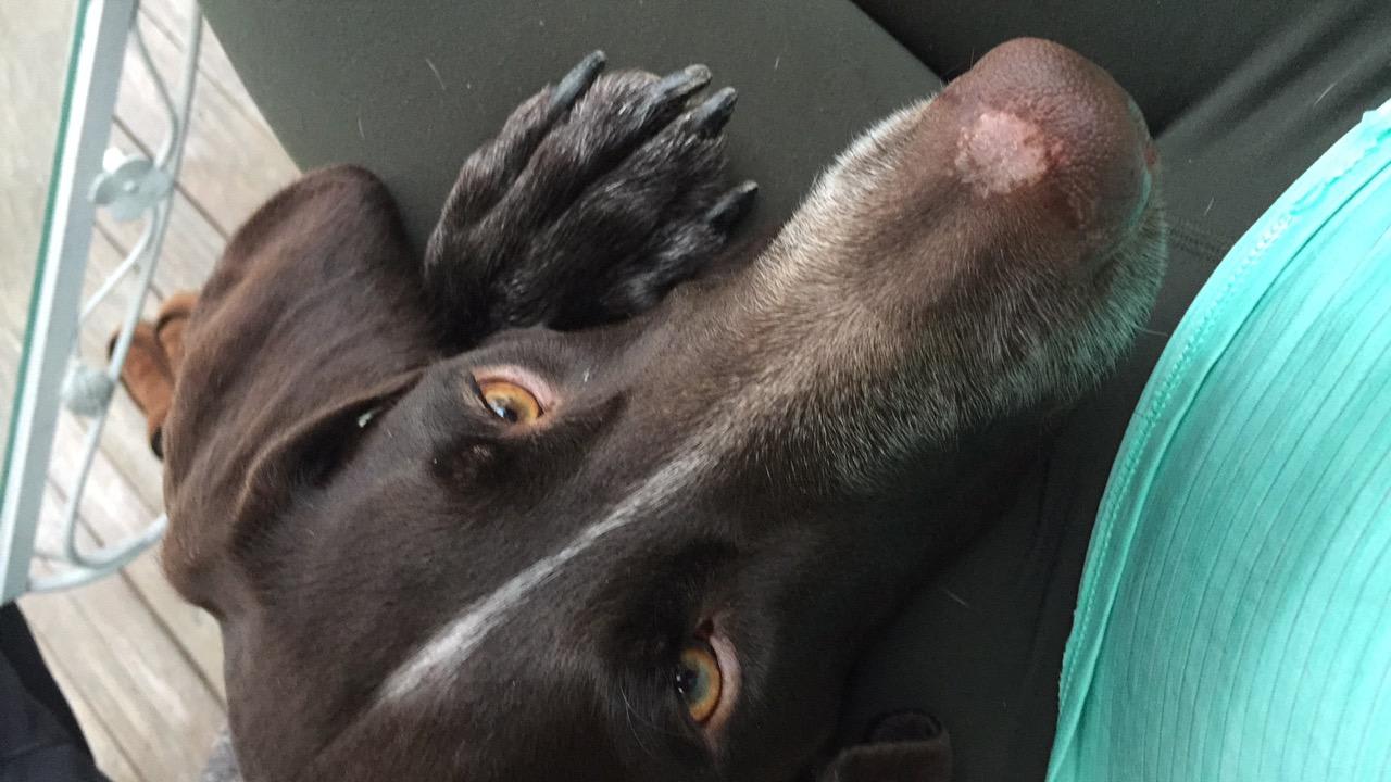 Why is my German Shorthair Pointer's nose peeling and scarring? | Petco