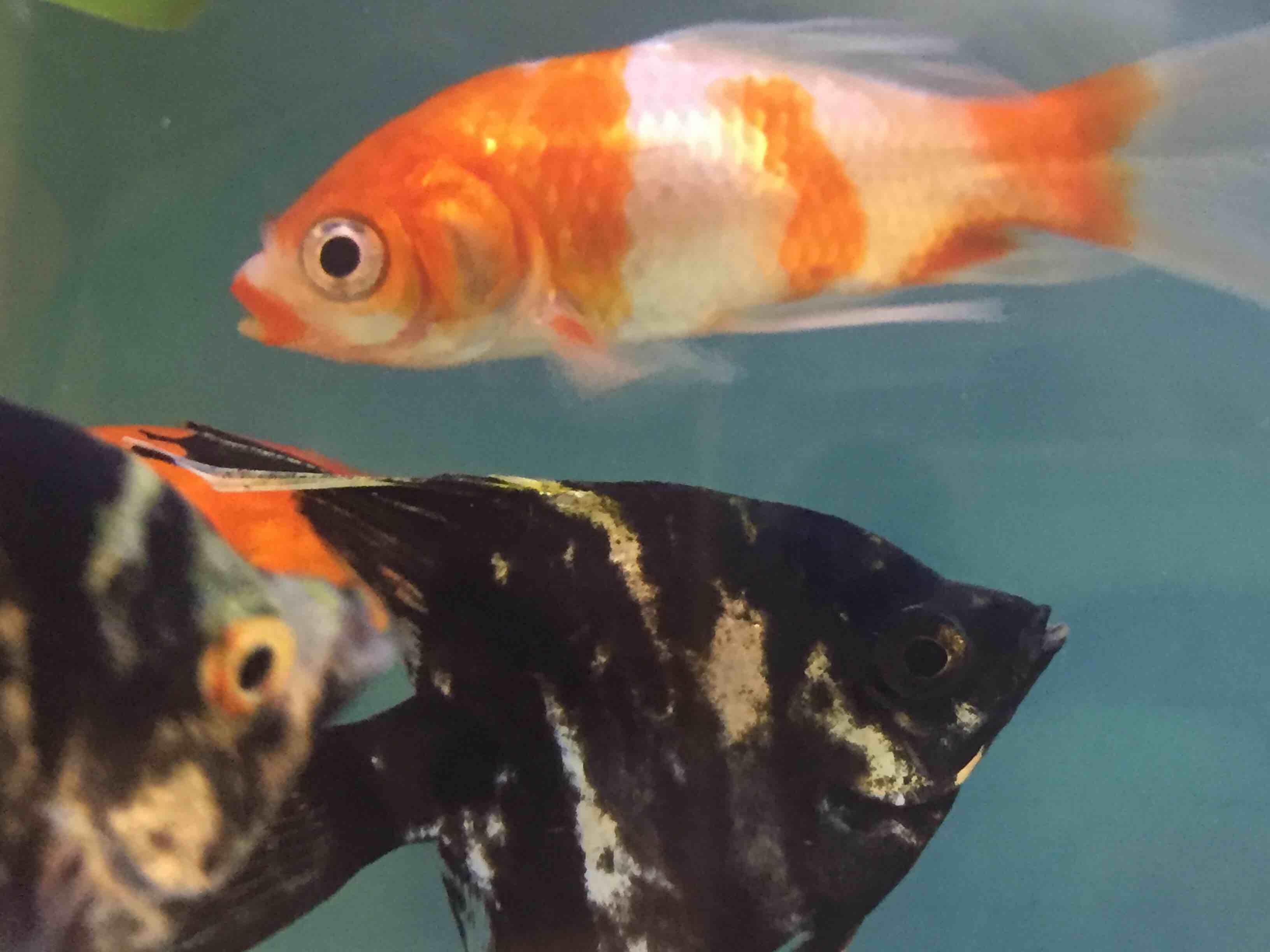 Why are my new angelfish not eating, bumping tank, eye black? | Petco