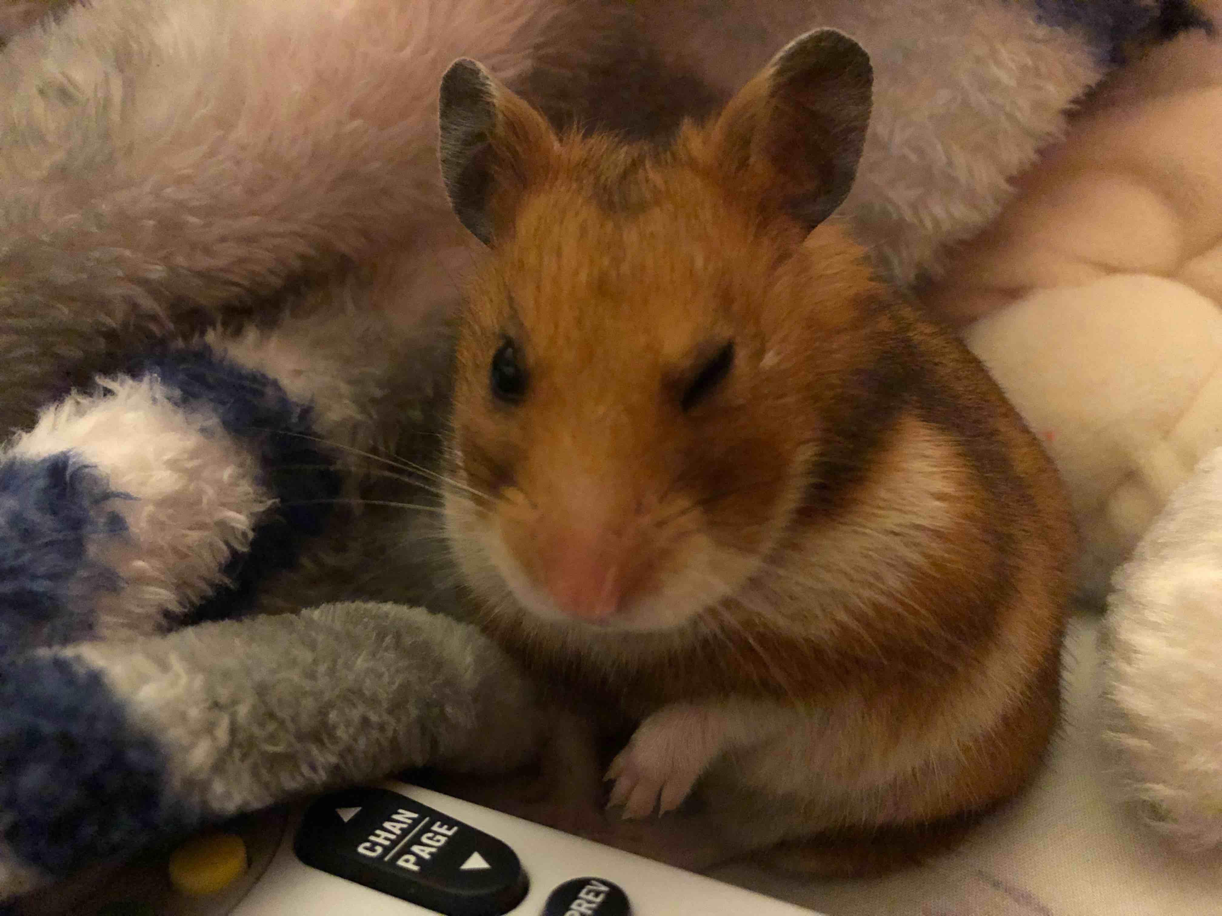 Why is my hamster's eye half shut and looks like it's sunken? | Petco